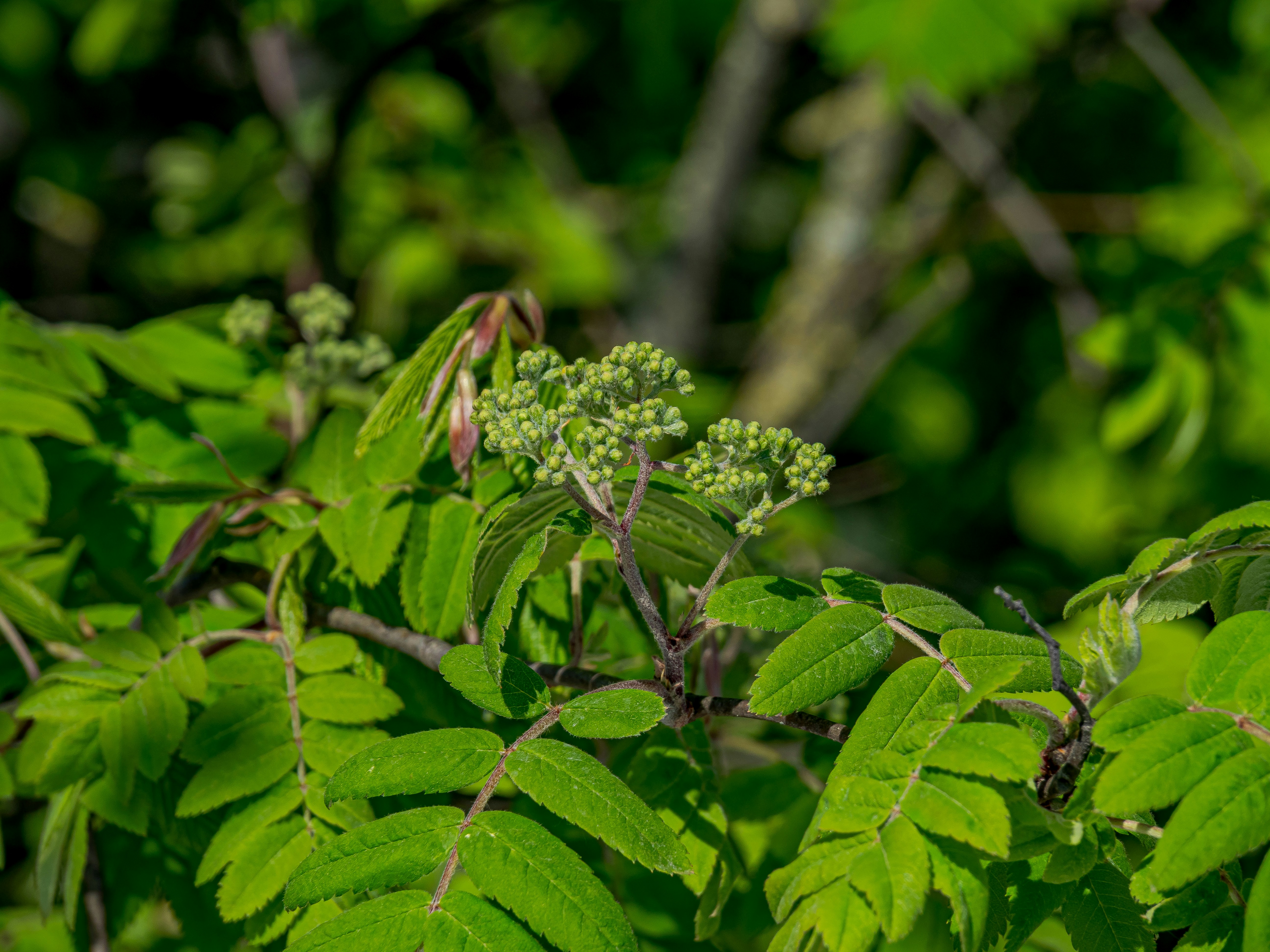 Lush Greenery in Soft Focus: Frond Details and Seed Heads