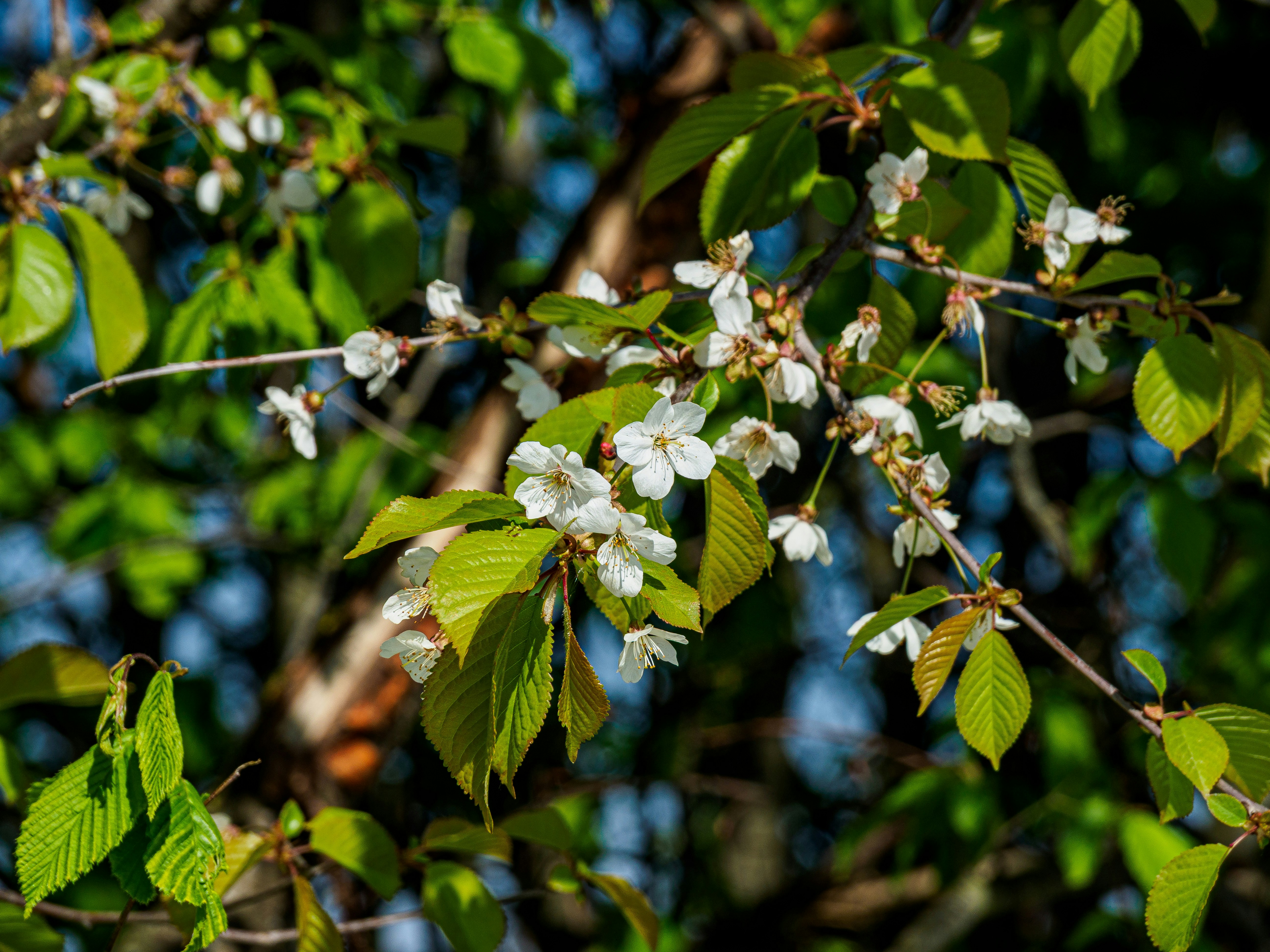 Blossoms on a Sunlit Branch