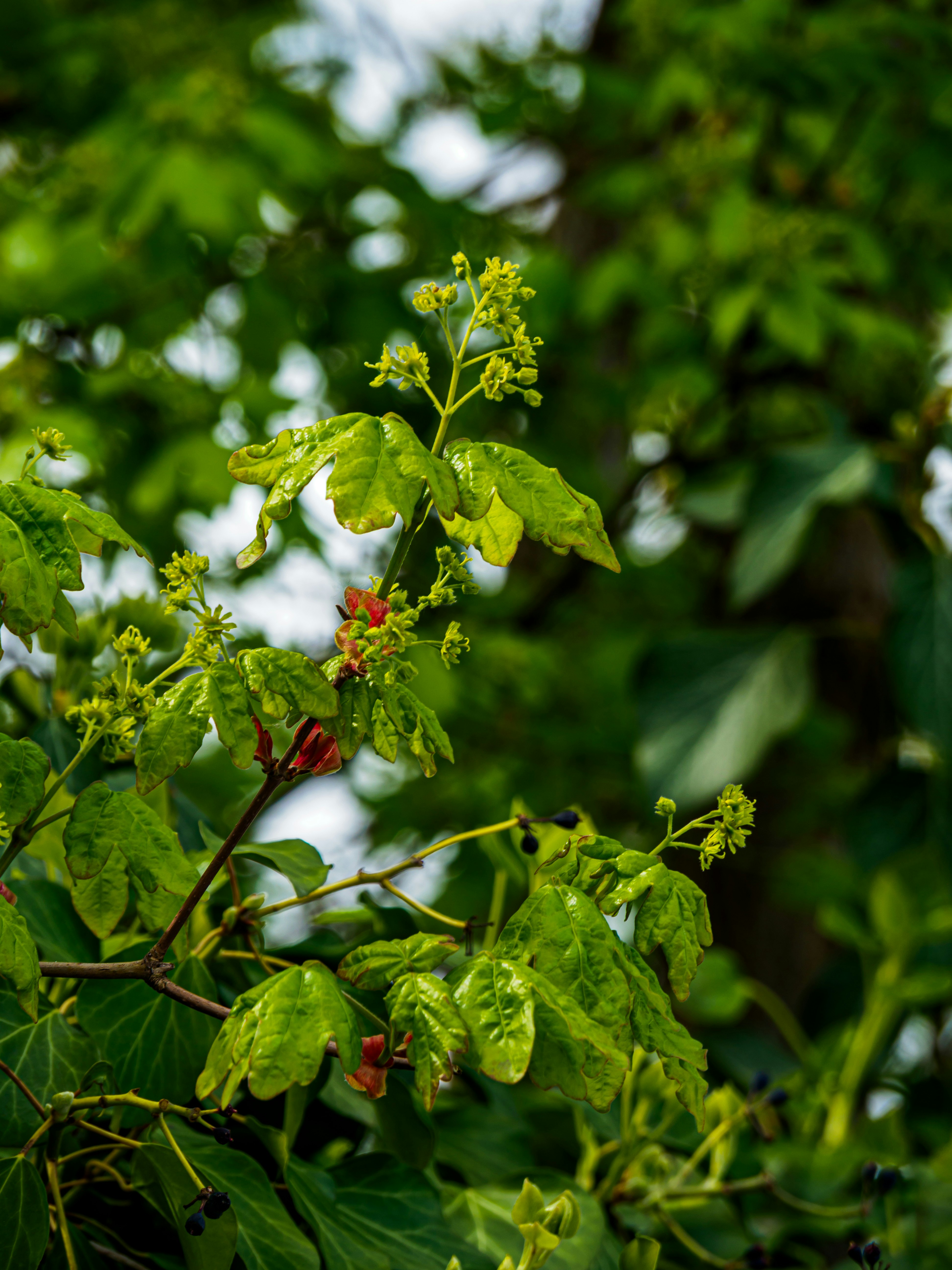 Emerald Leaves and Blossoms on a Sunlit Branch