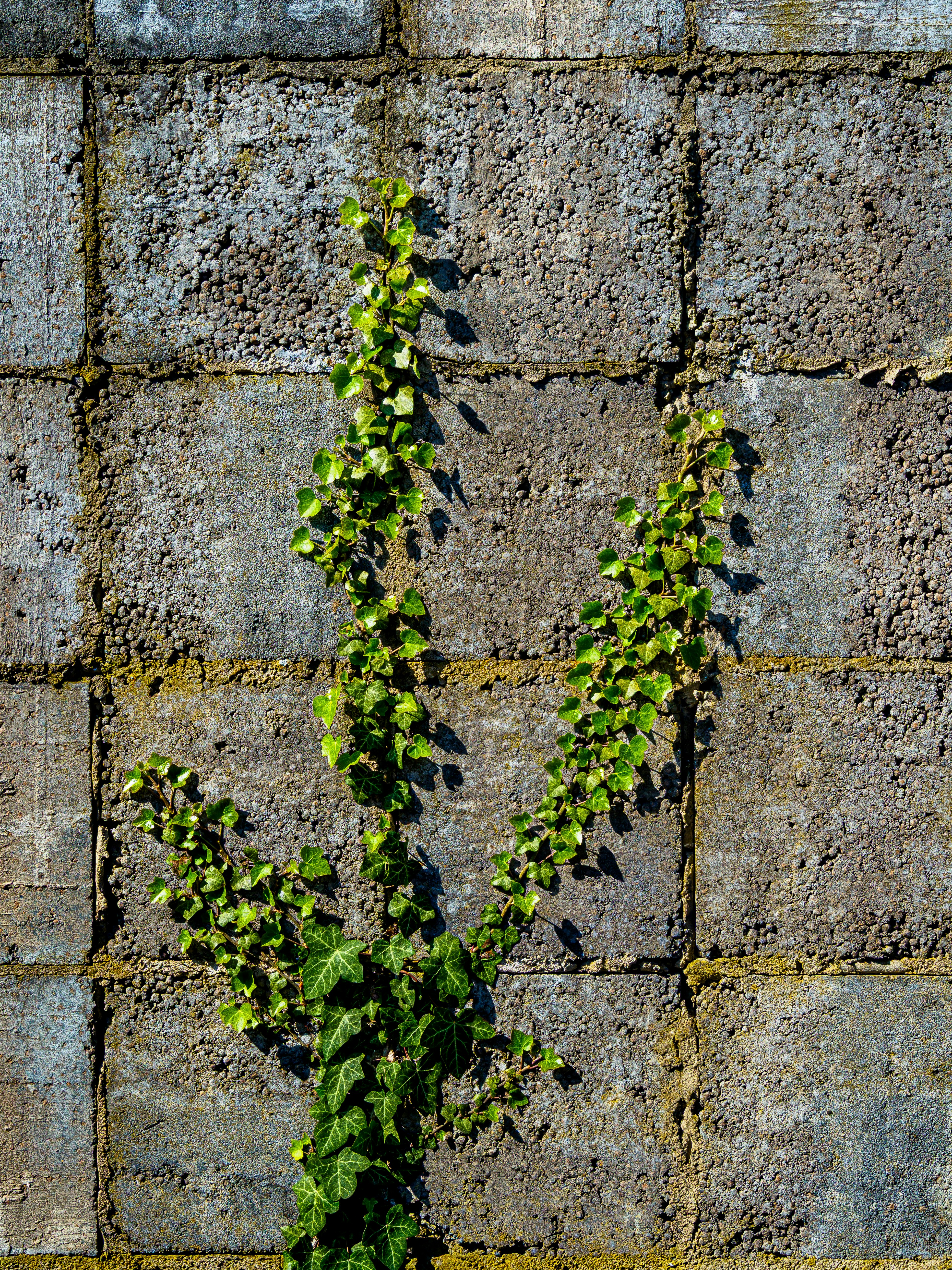 Green Vine Climbing a Weathered Stone Wall