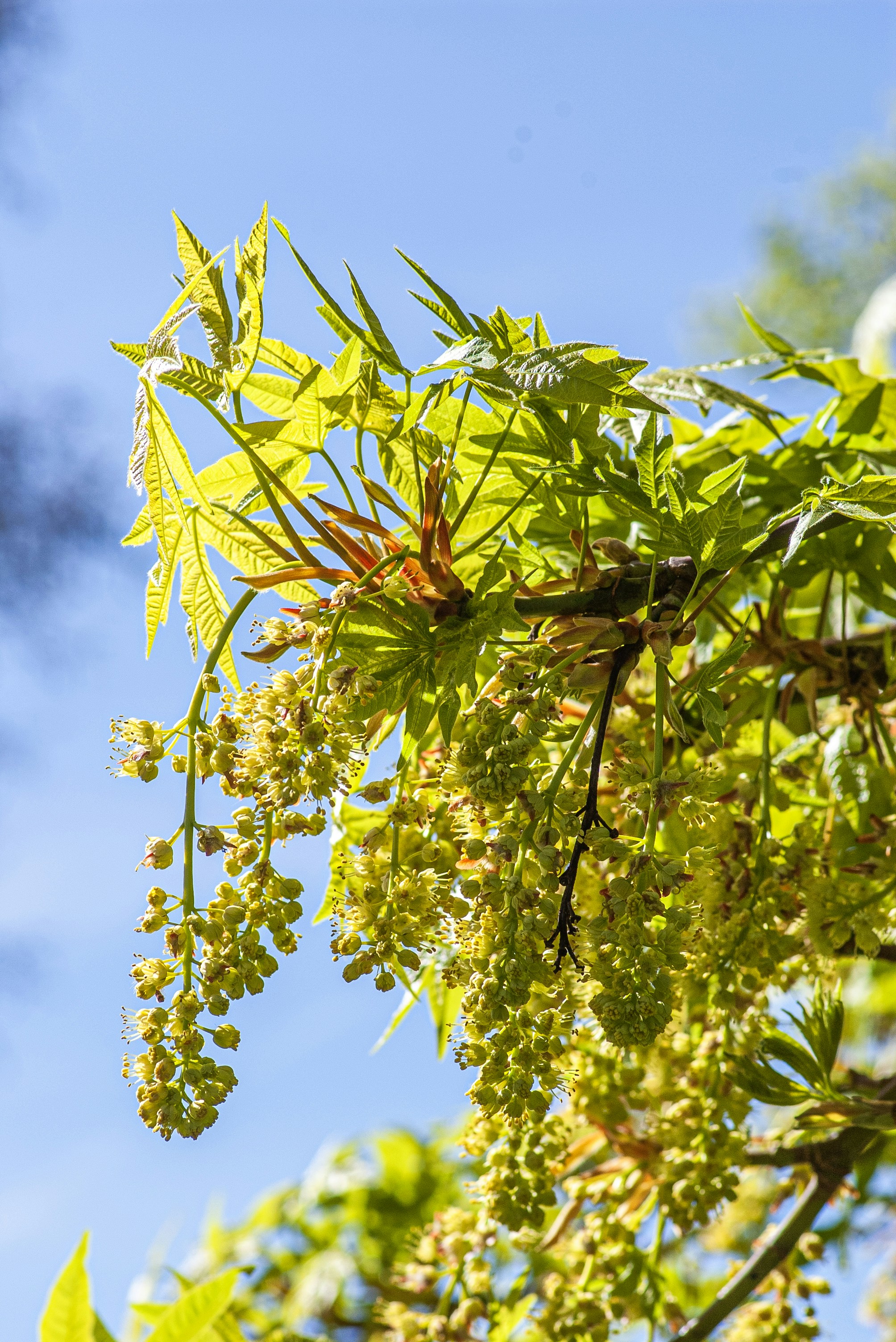 Sun-kissed blade blossoms: a cascade of green catkins against a clear blue sky