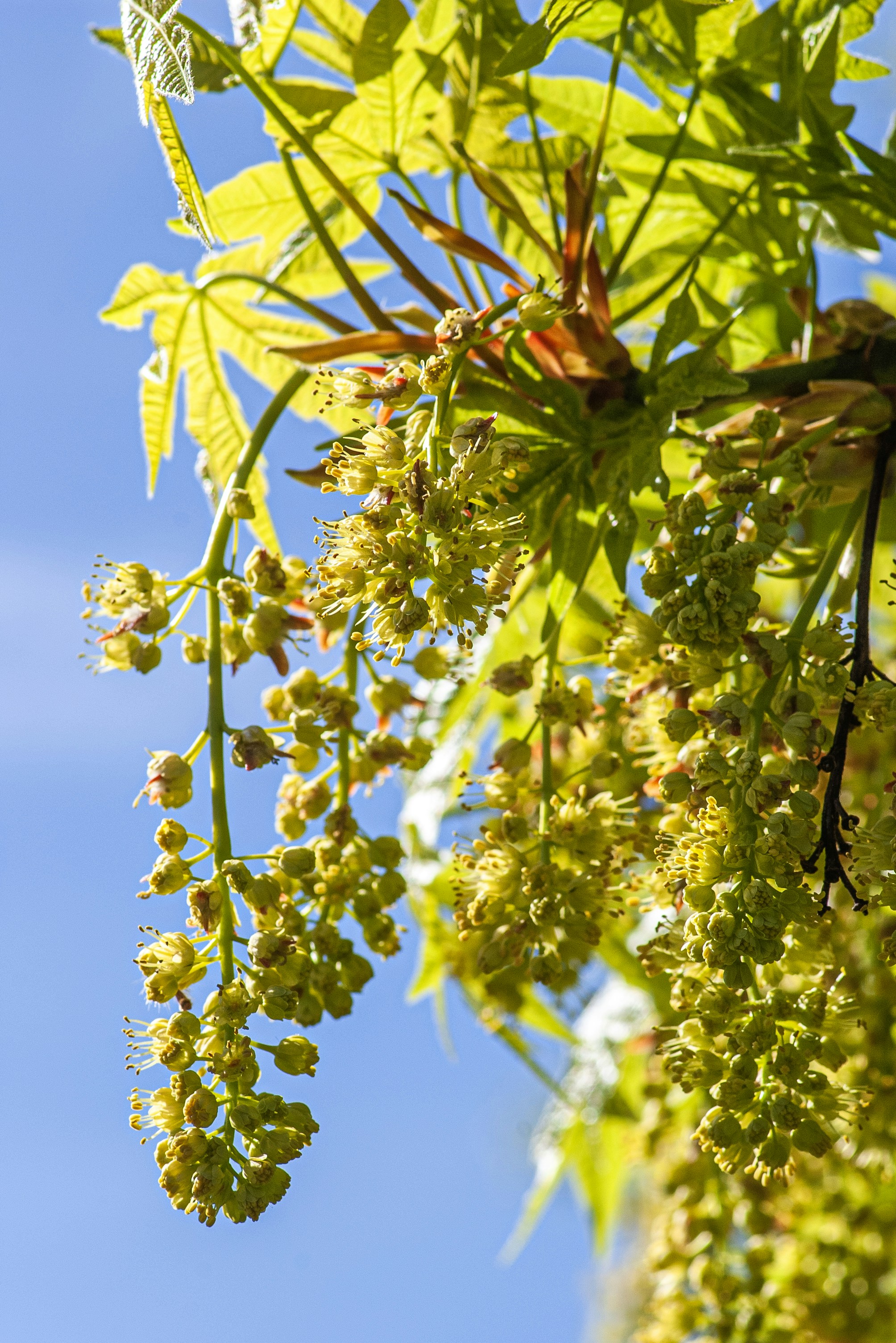 Sunlit Cascade: A Close-Up of Mayan-green Blossoms Against a Clear Blue Sky