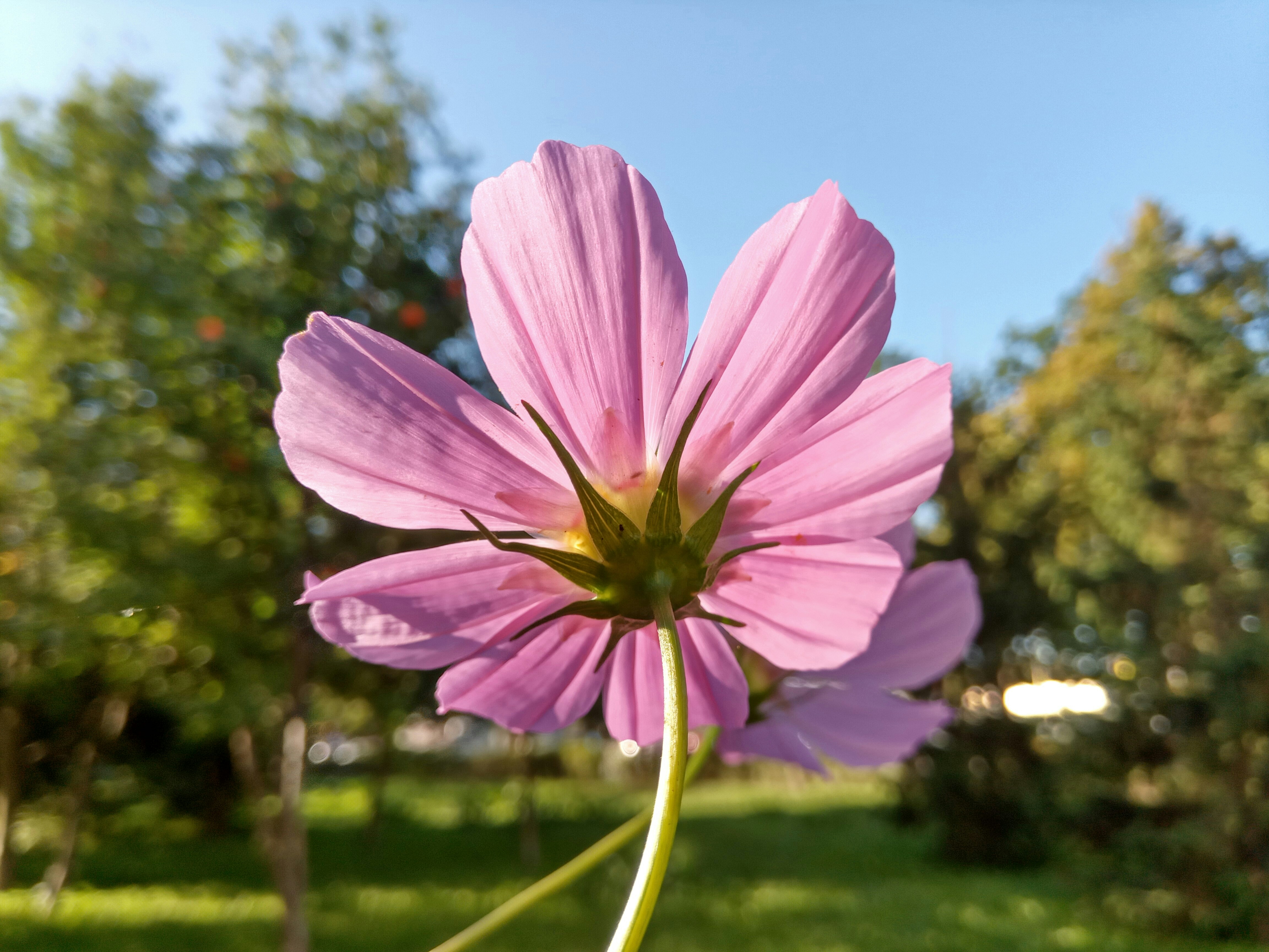 Pink Cosmos in a Sunlit Garden
