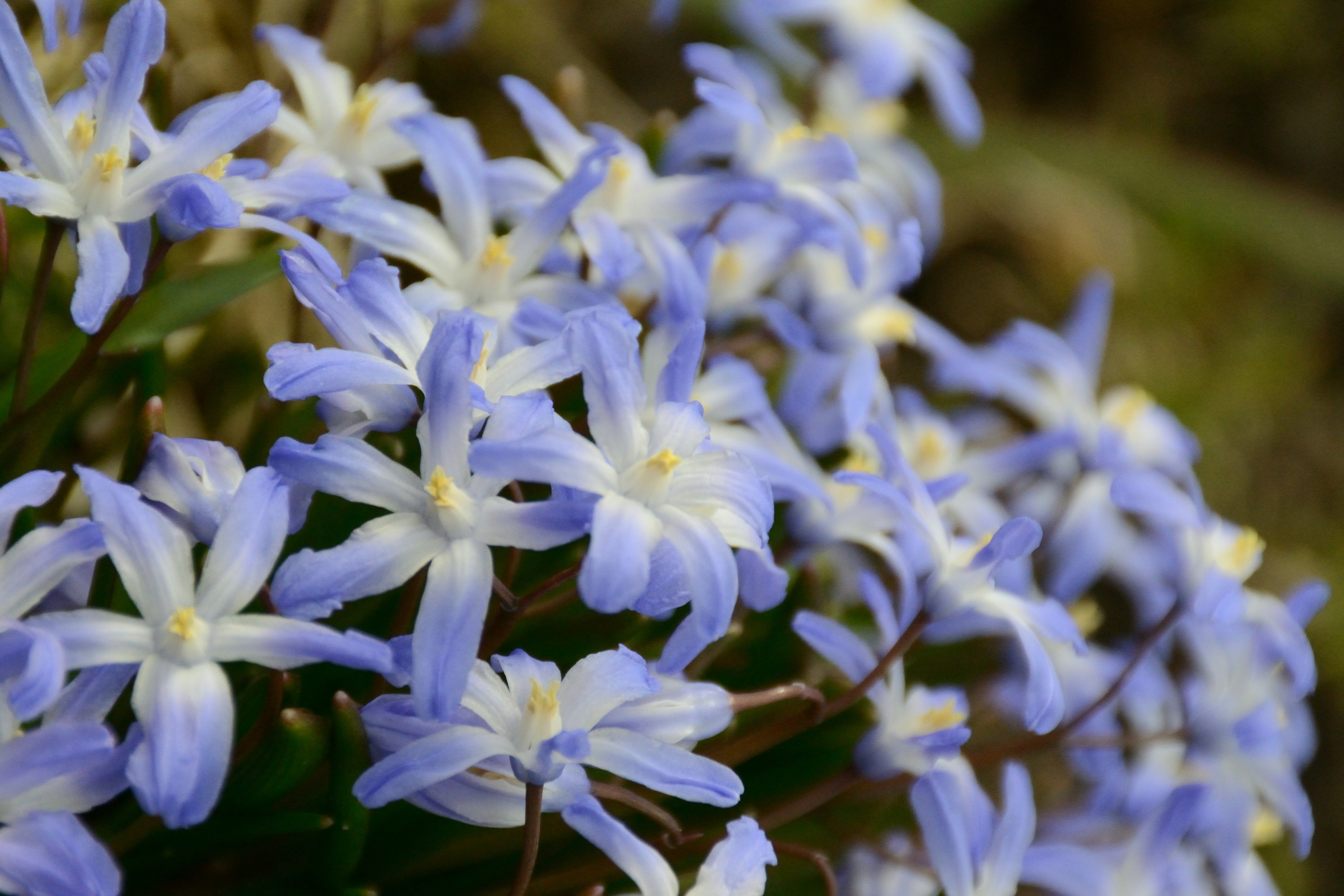 Pollinated Blue Chorus: a cluster of delicate periwinkle blooms