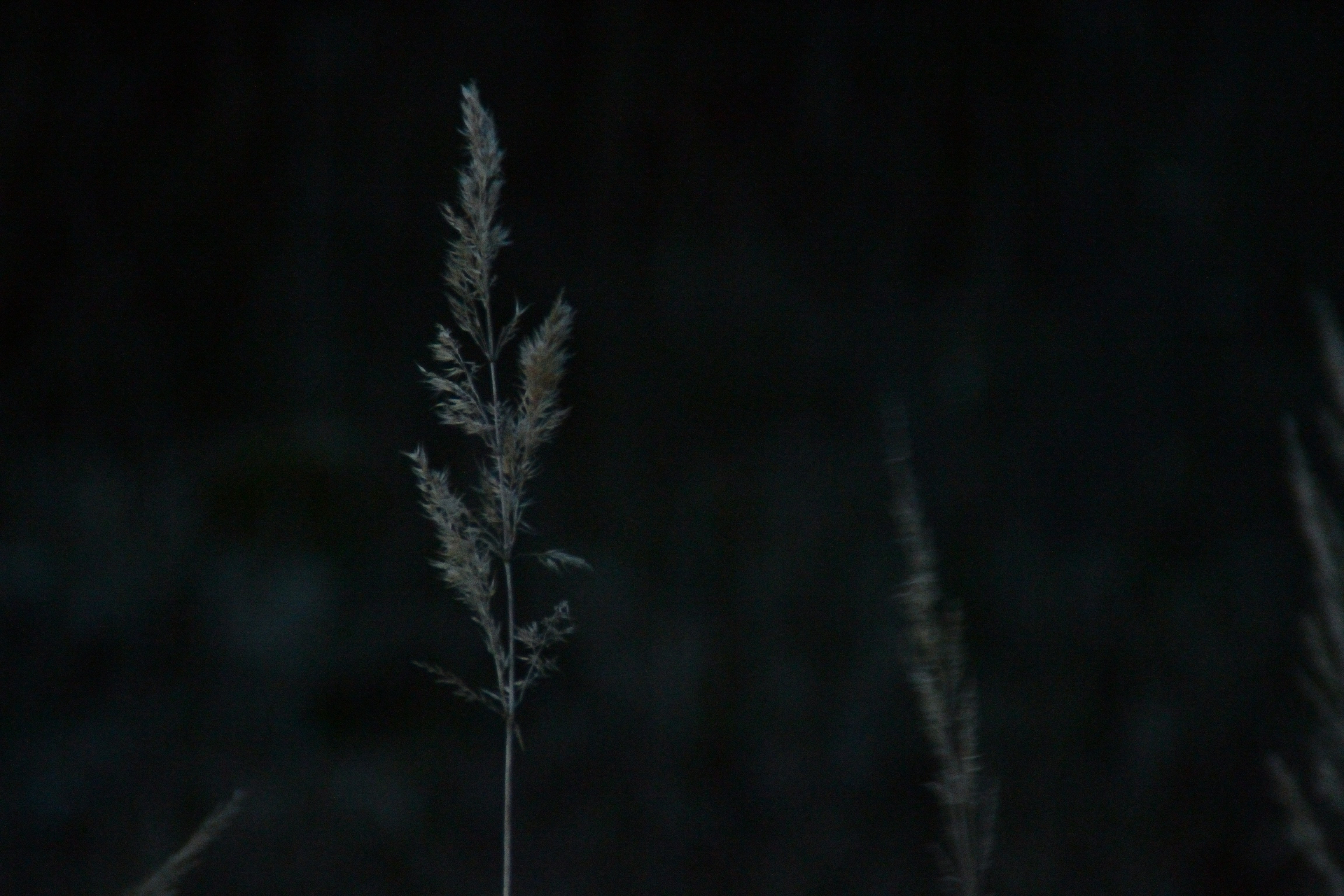 A solitary grass stem toward the edge of a dim field