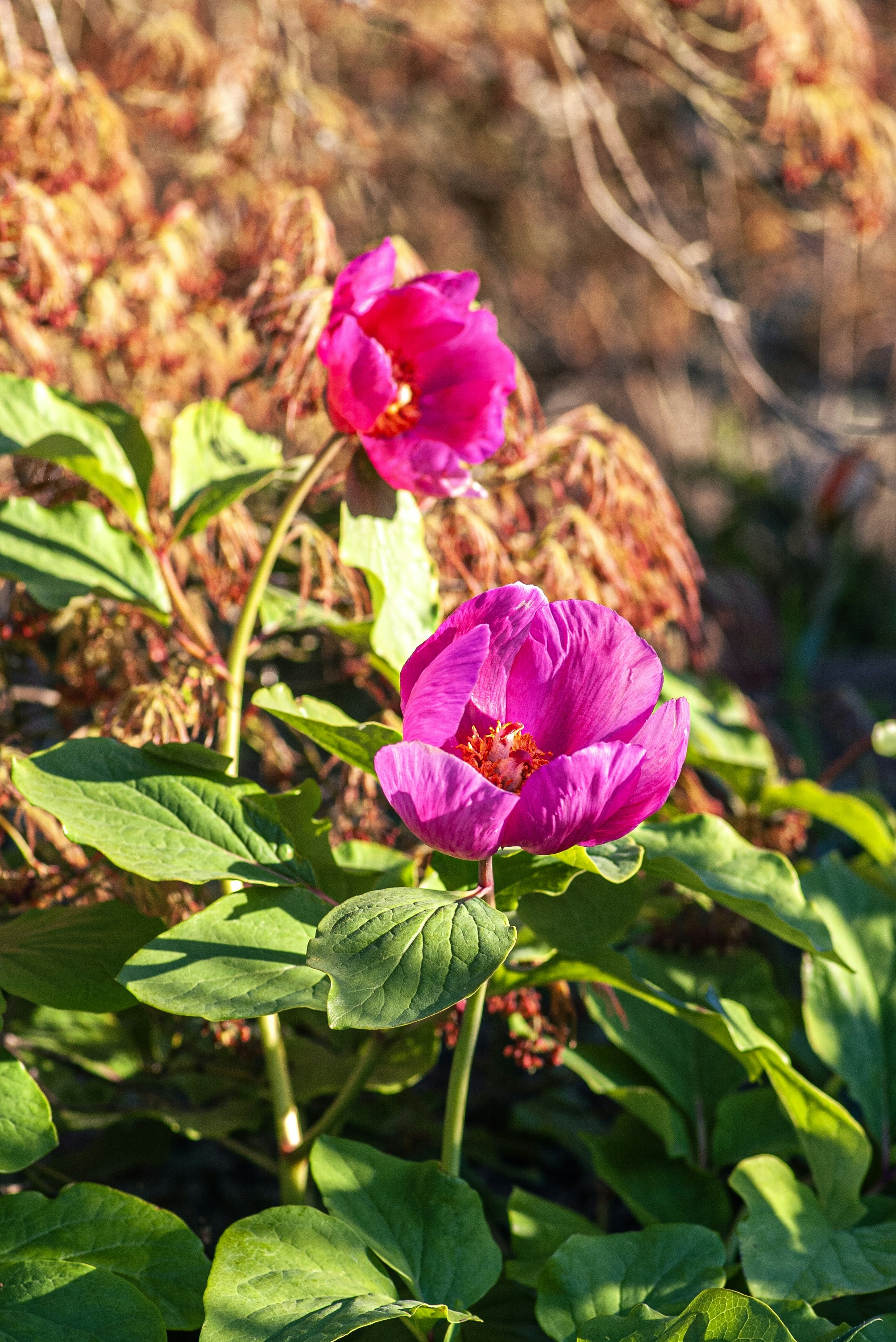 Pink Peony-like Blooms Amid Autumn Foliage