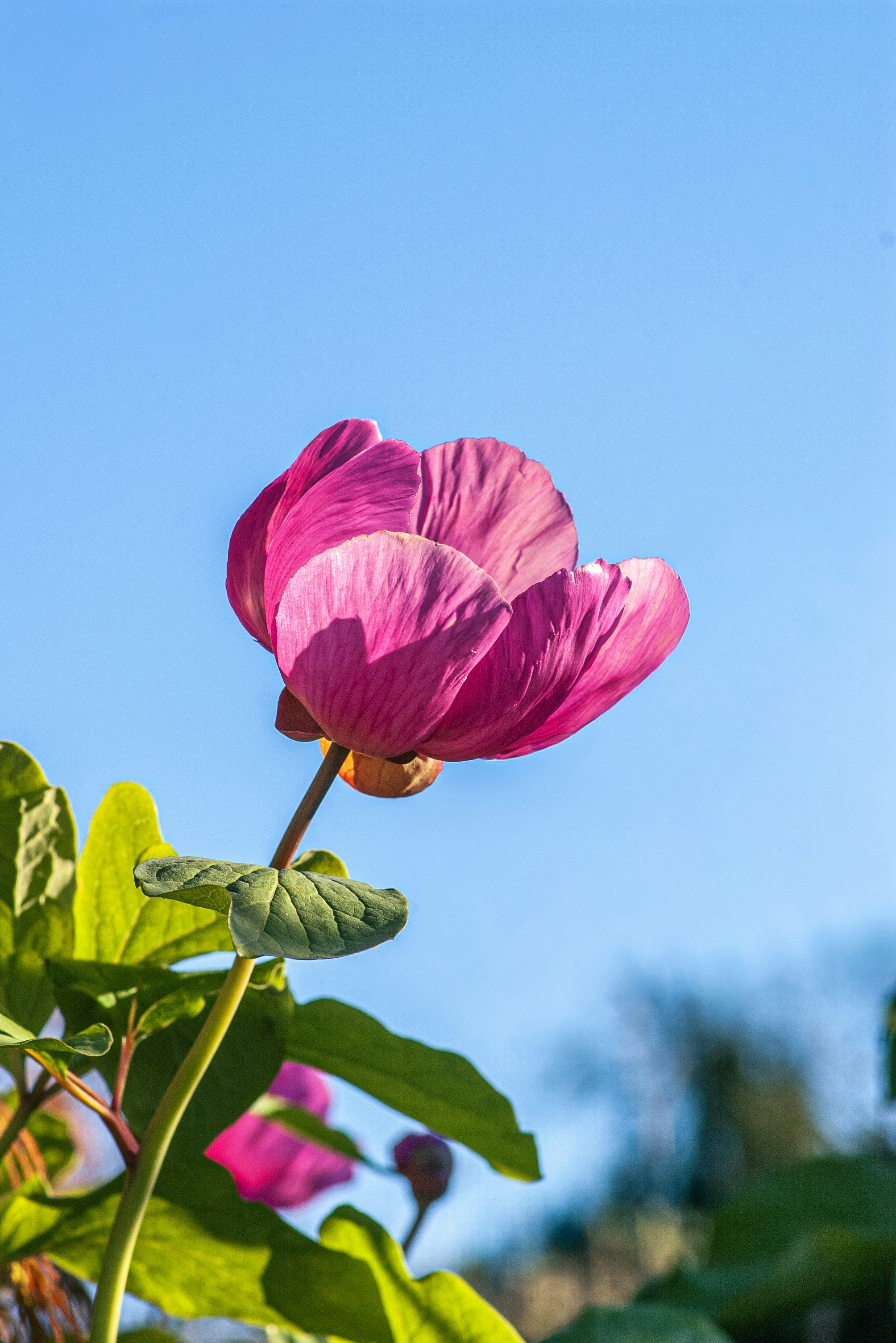 Magenta Petal Spotlight Against a Clear Blue Sky