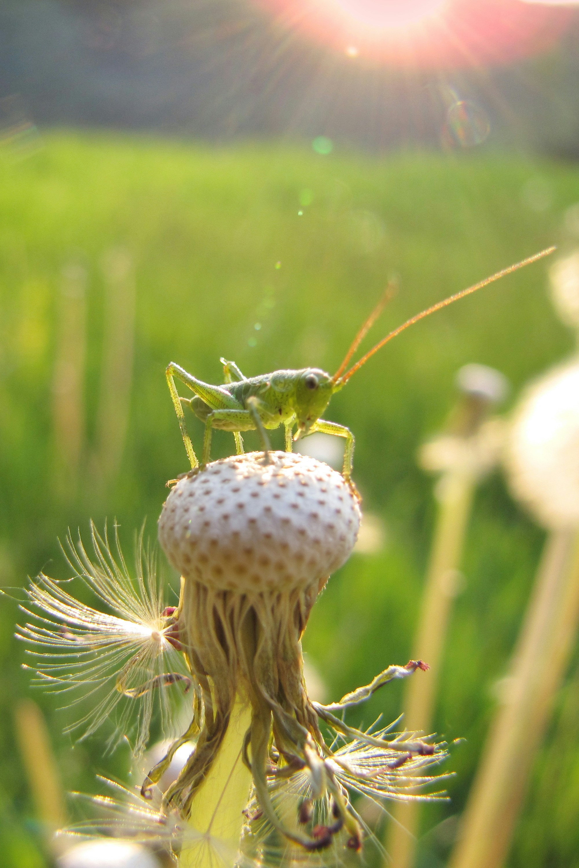 Green Grasshopper on a Dandelion Crown Under Sunstar