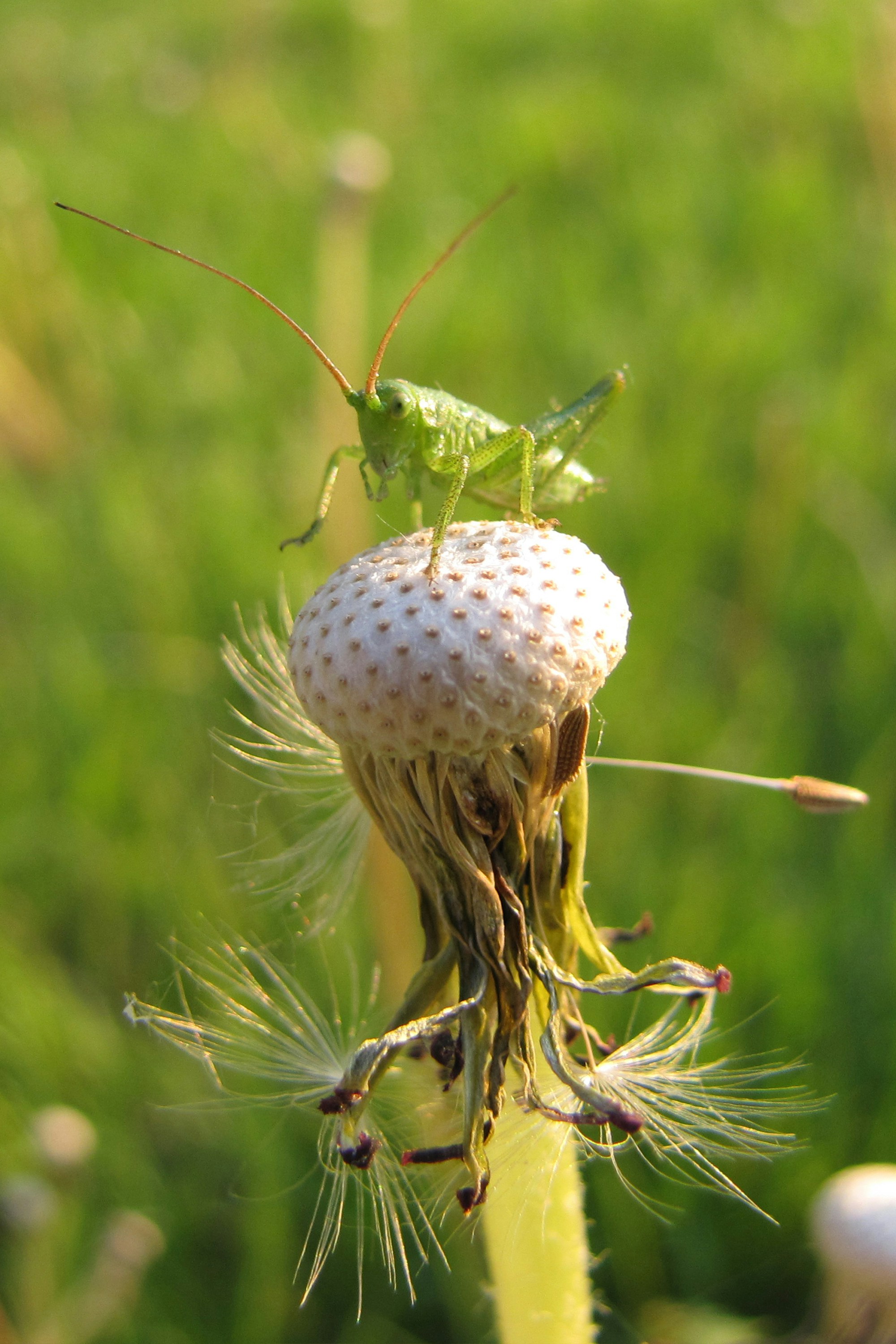 Green grasshopper on a seed head in sunlight