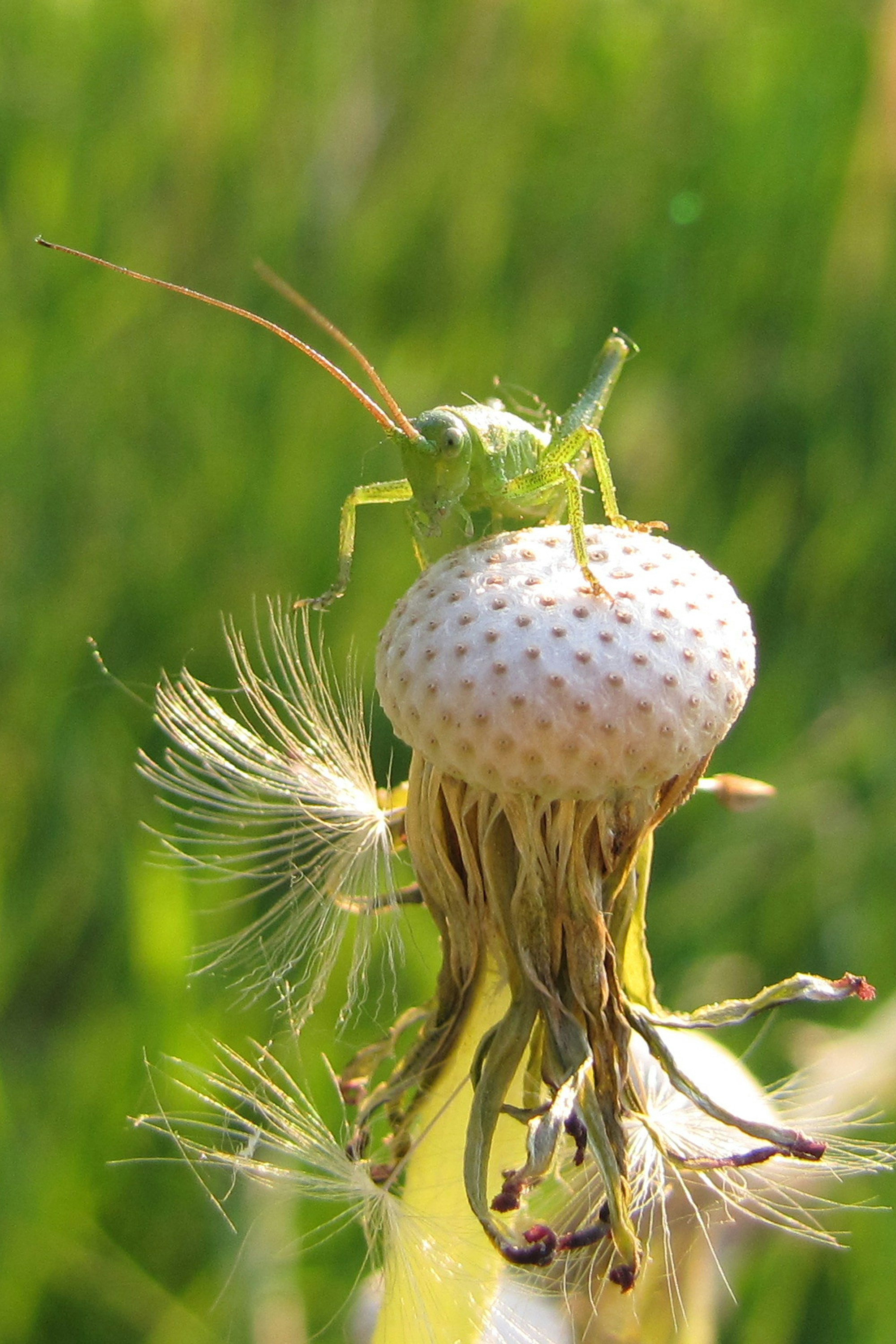 Green Shielded Damsel on a Seed Crown