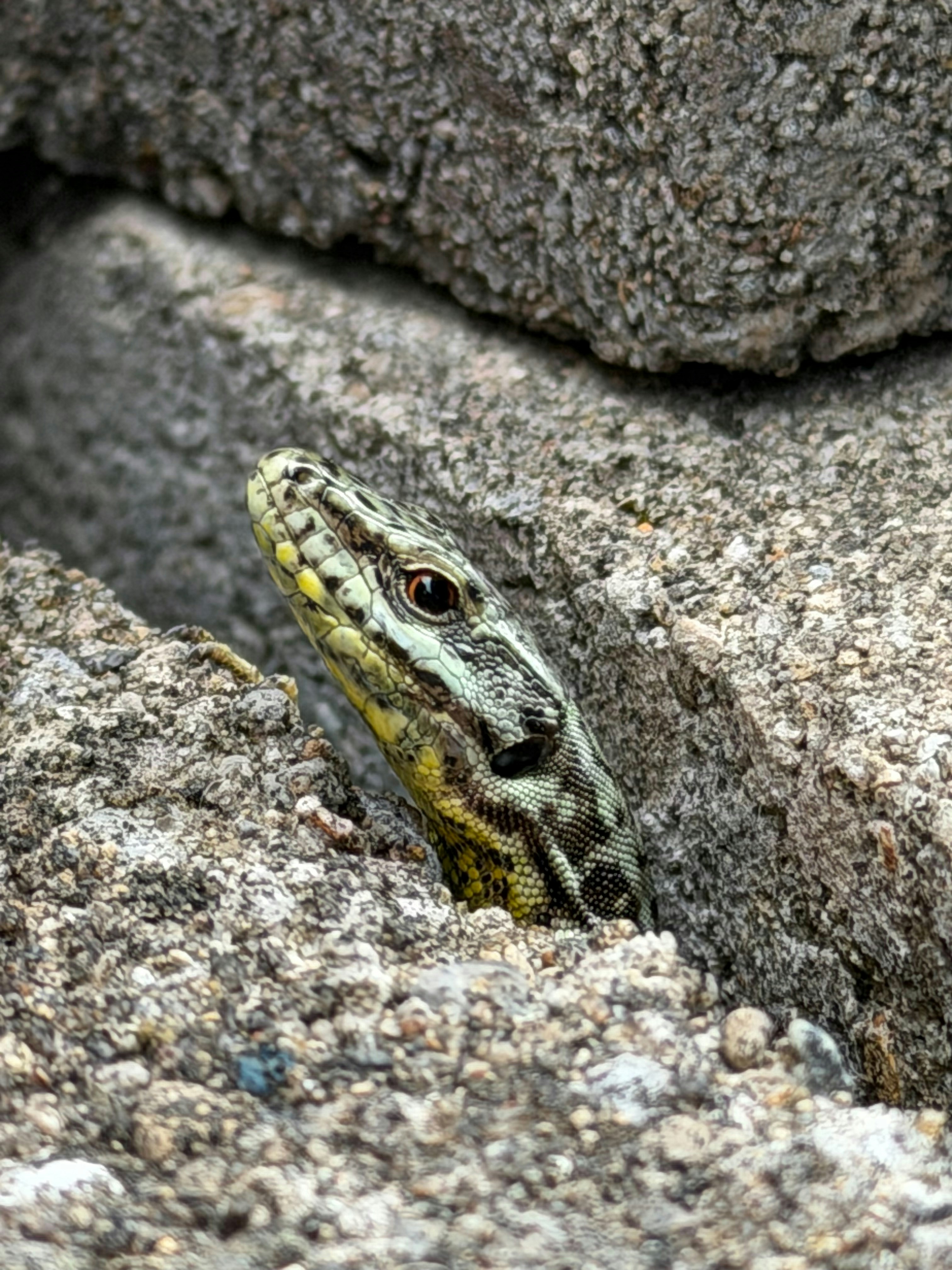 Lizard Emerging from a Crag: A Close Encounter with Texture and Gaze
