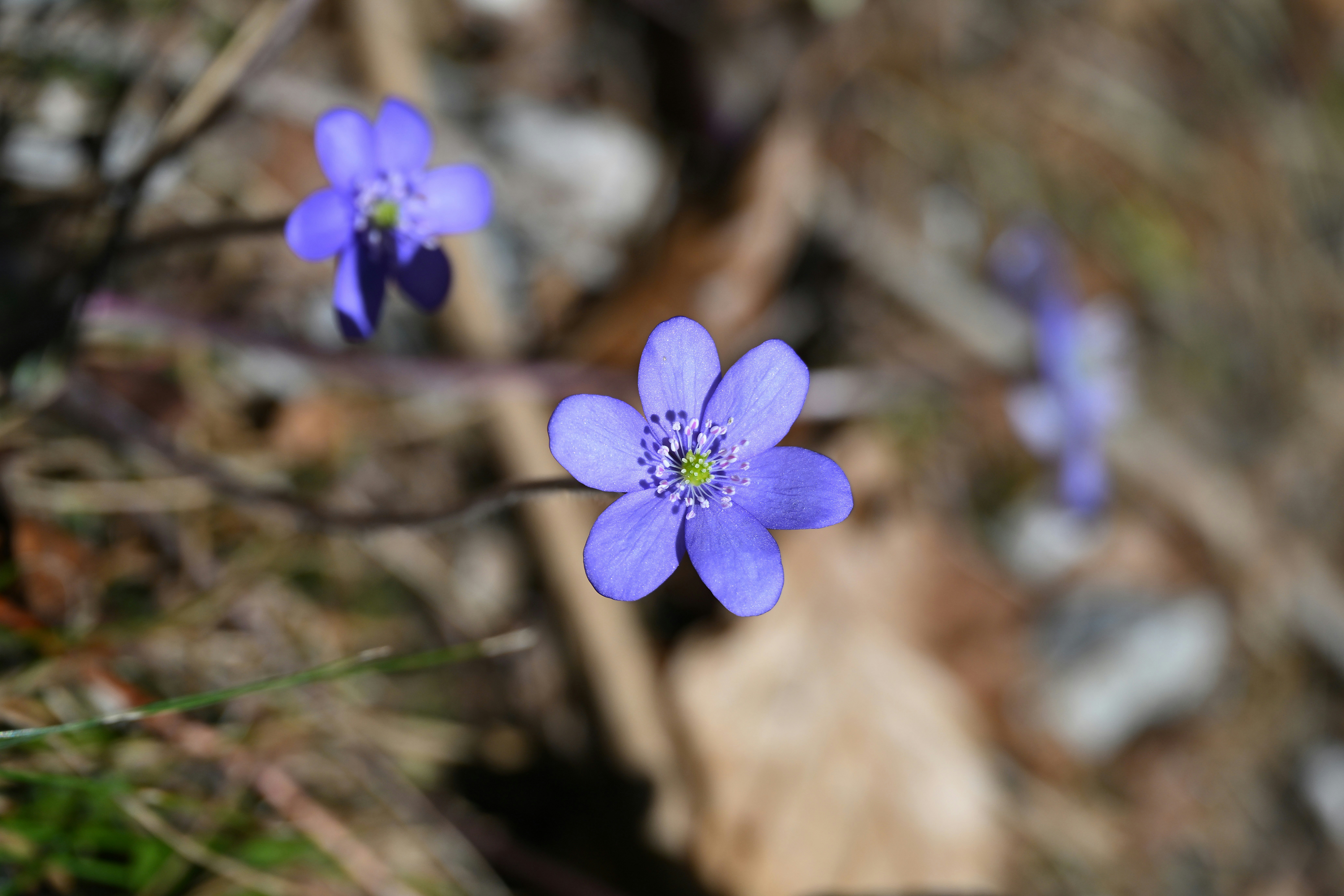 Violet Bloom at the Edge of Focus