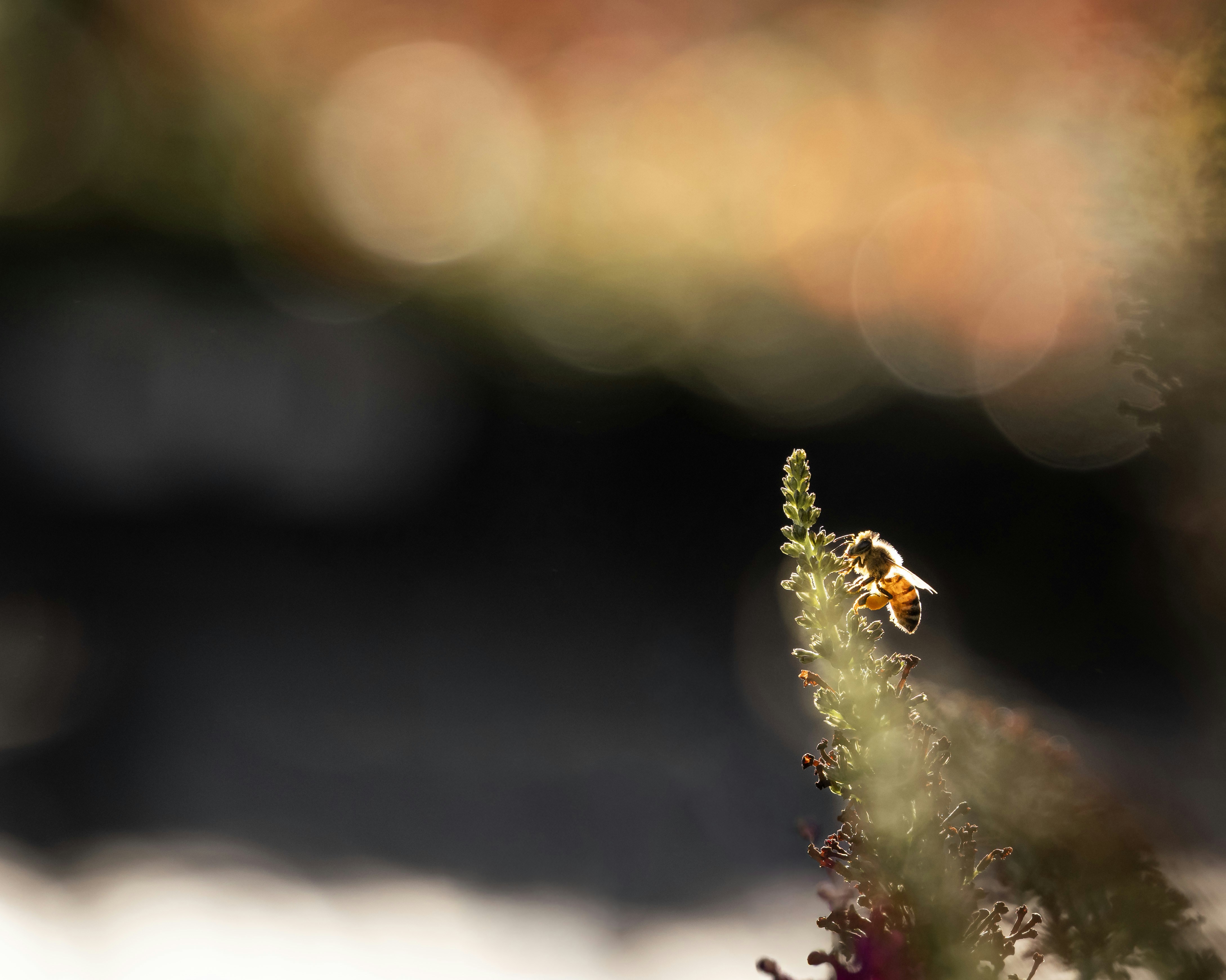 A Quiet Glimpse: Bee at the Tip of a Plant in Soft Backlight