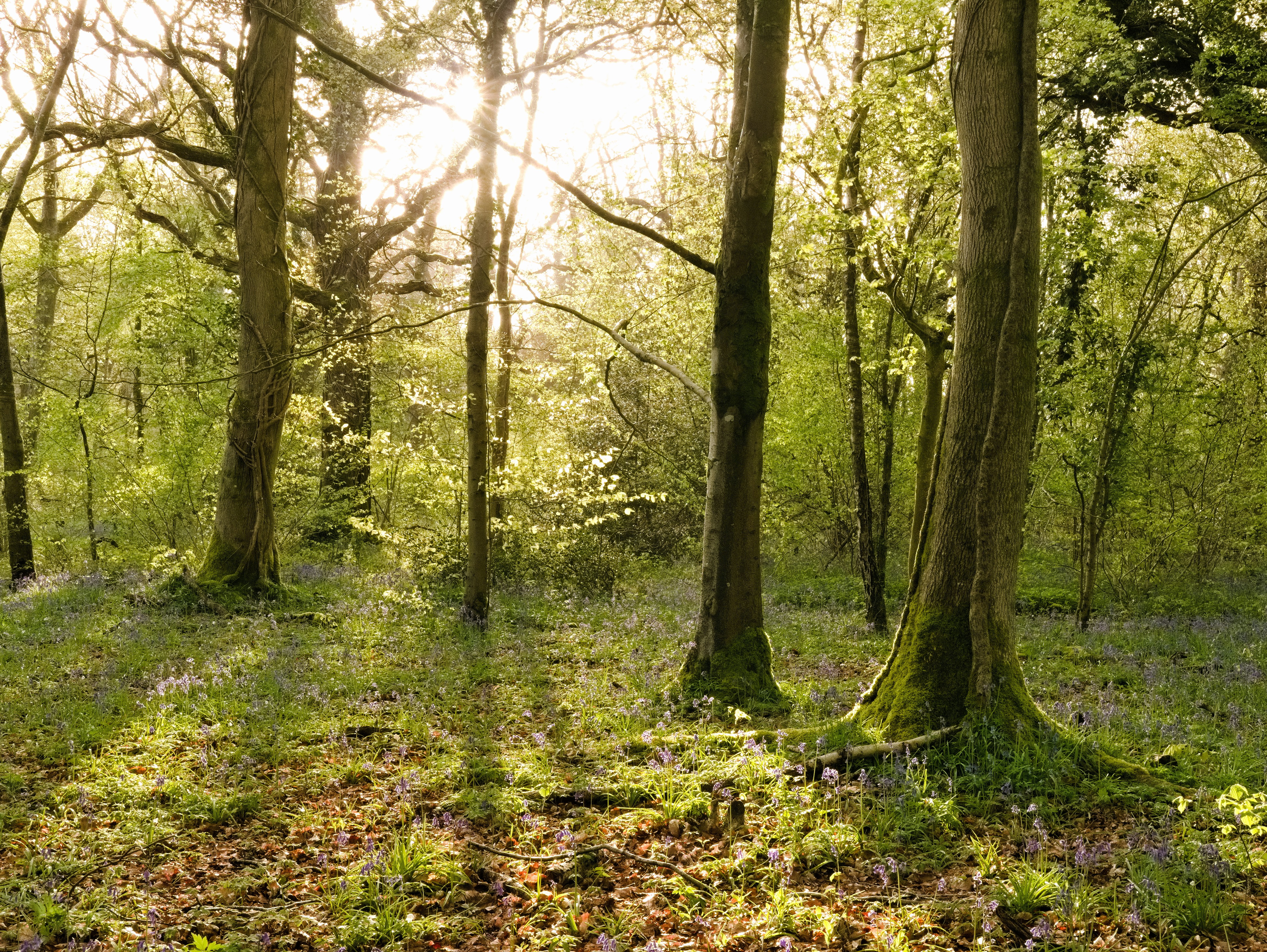 Emerald Cathedral: Sunlit Bluebell Meadow Among Ancient Trees