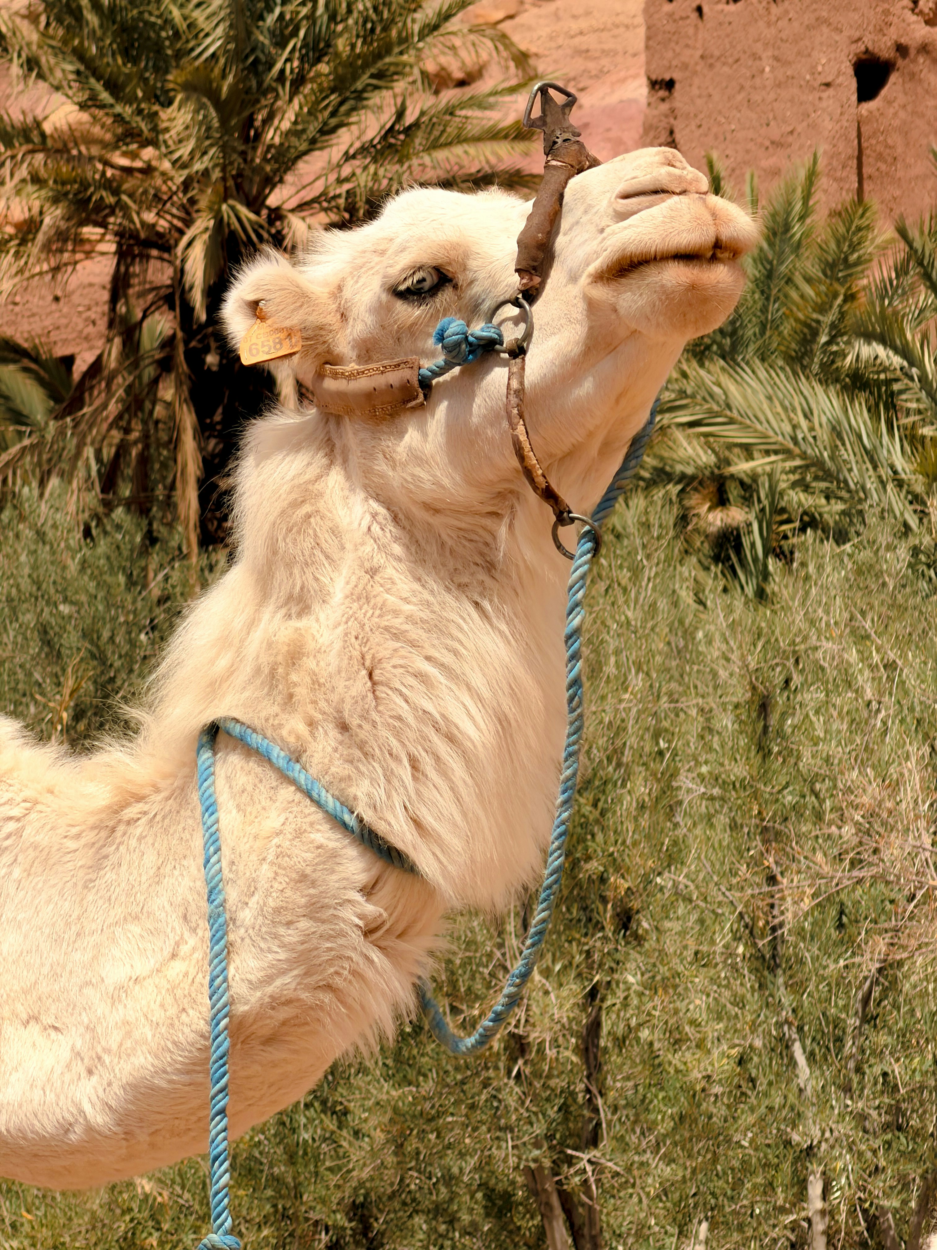 Curious Camel Reaches for the Sky Amid Desert Palms