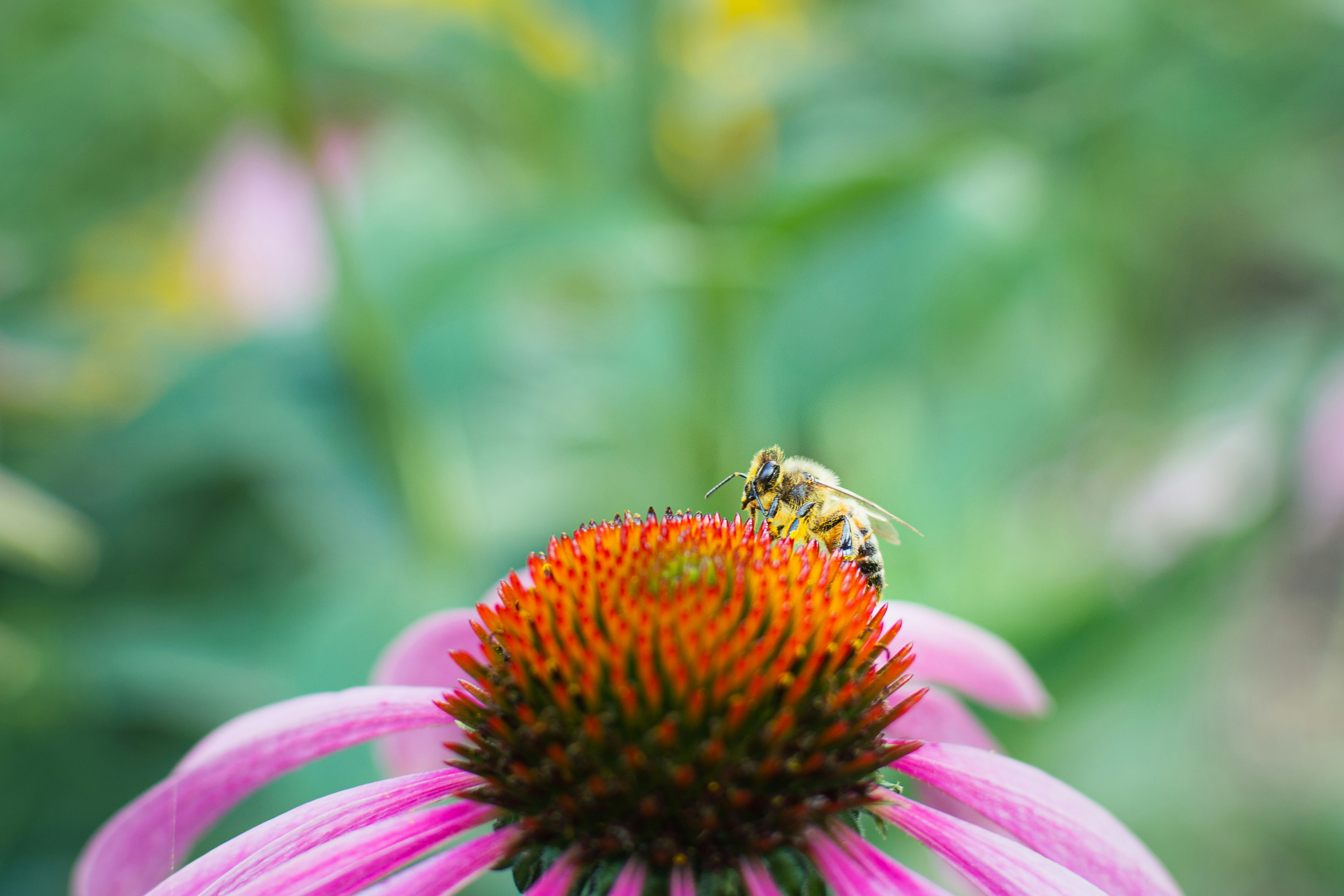 Honeybee at the Bloom: a close encounter with a coneflower