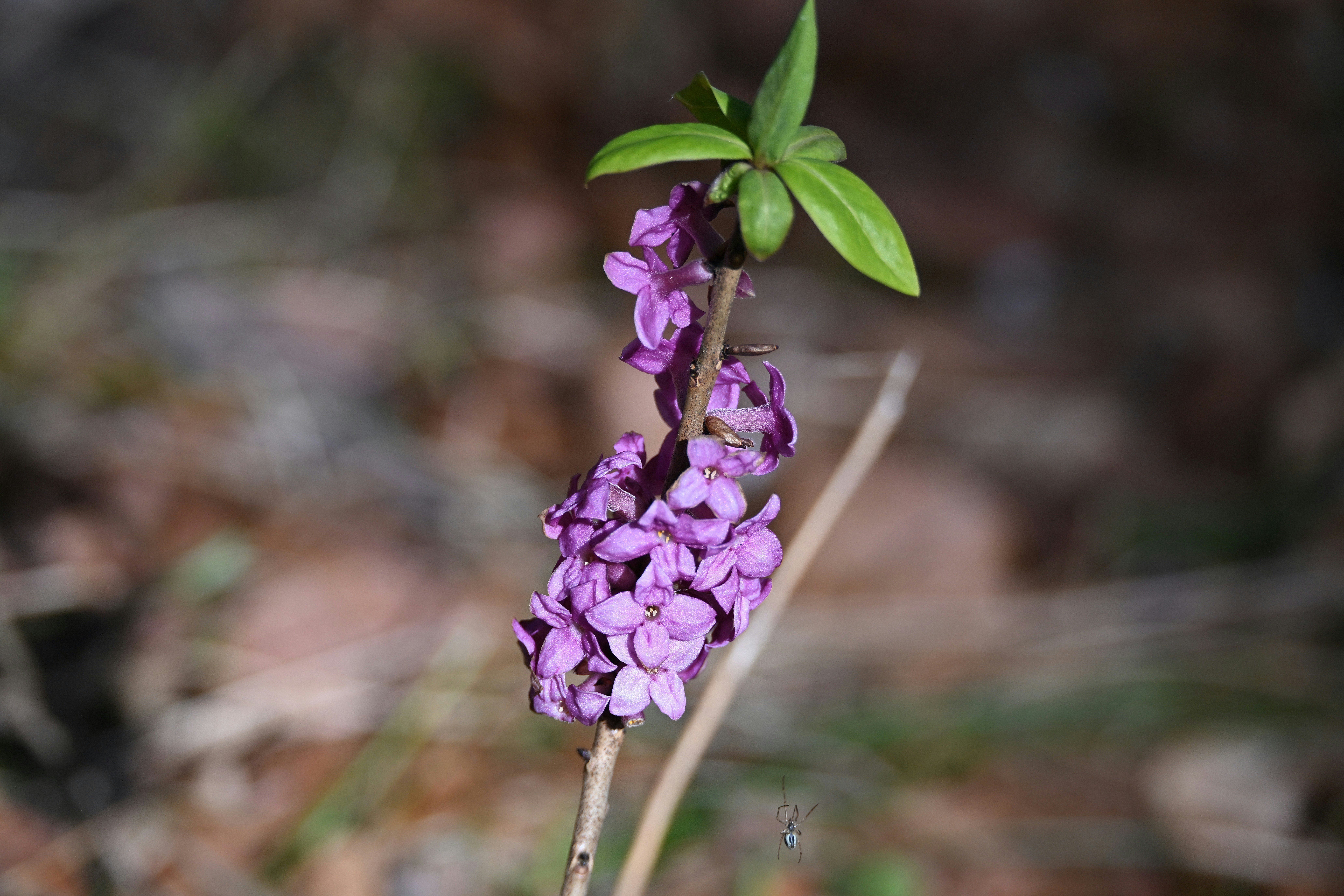 Purple flower spike in shallow focus with blurred woodland background