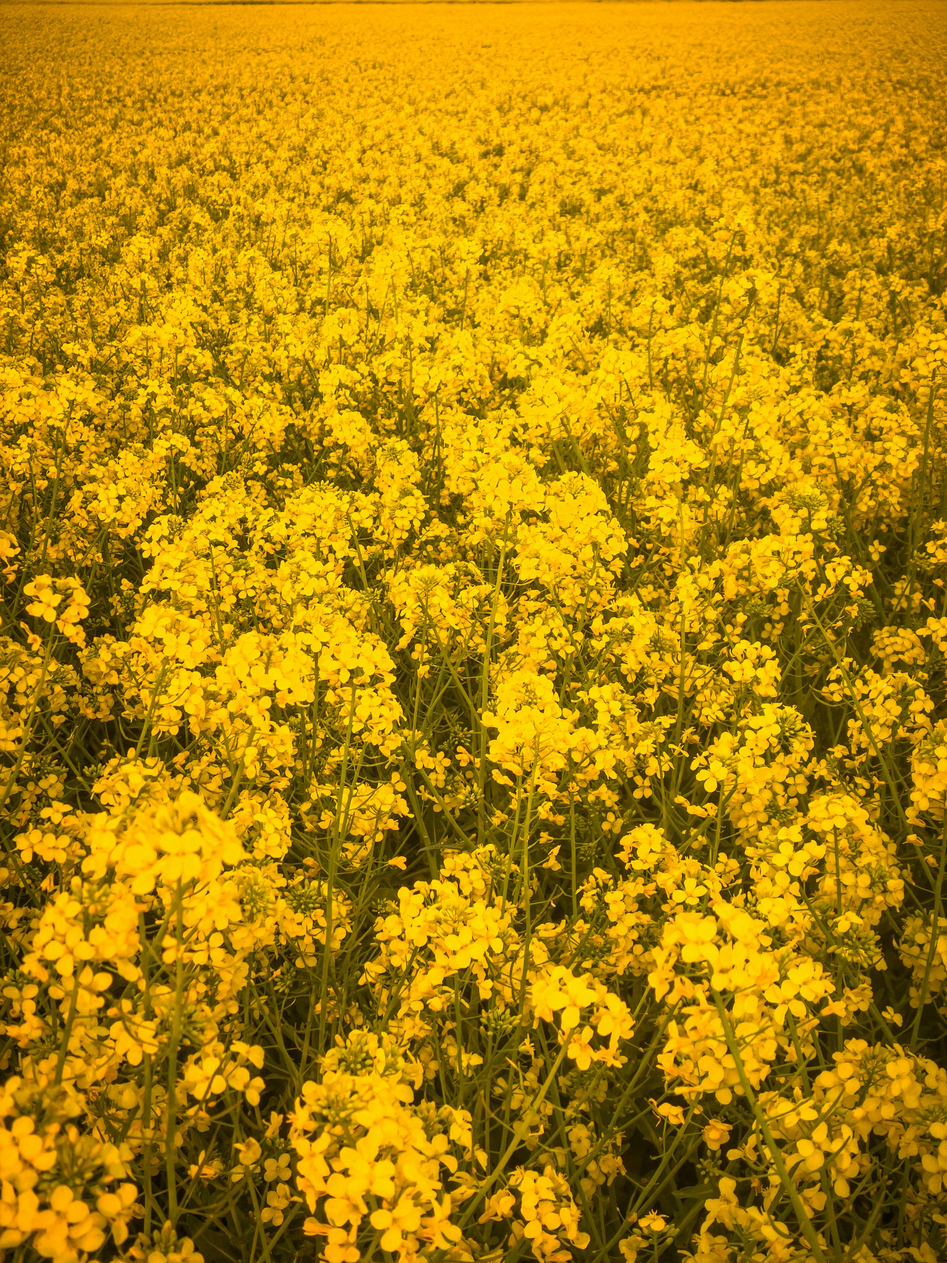 Sunlit Canopy: A Sea of Canola in Constant Bloom