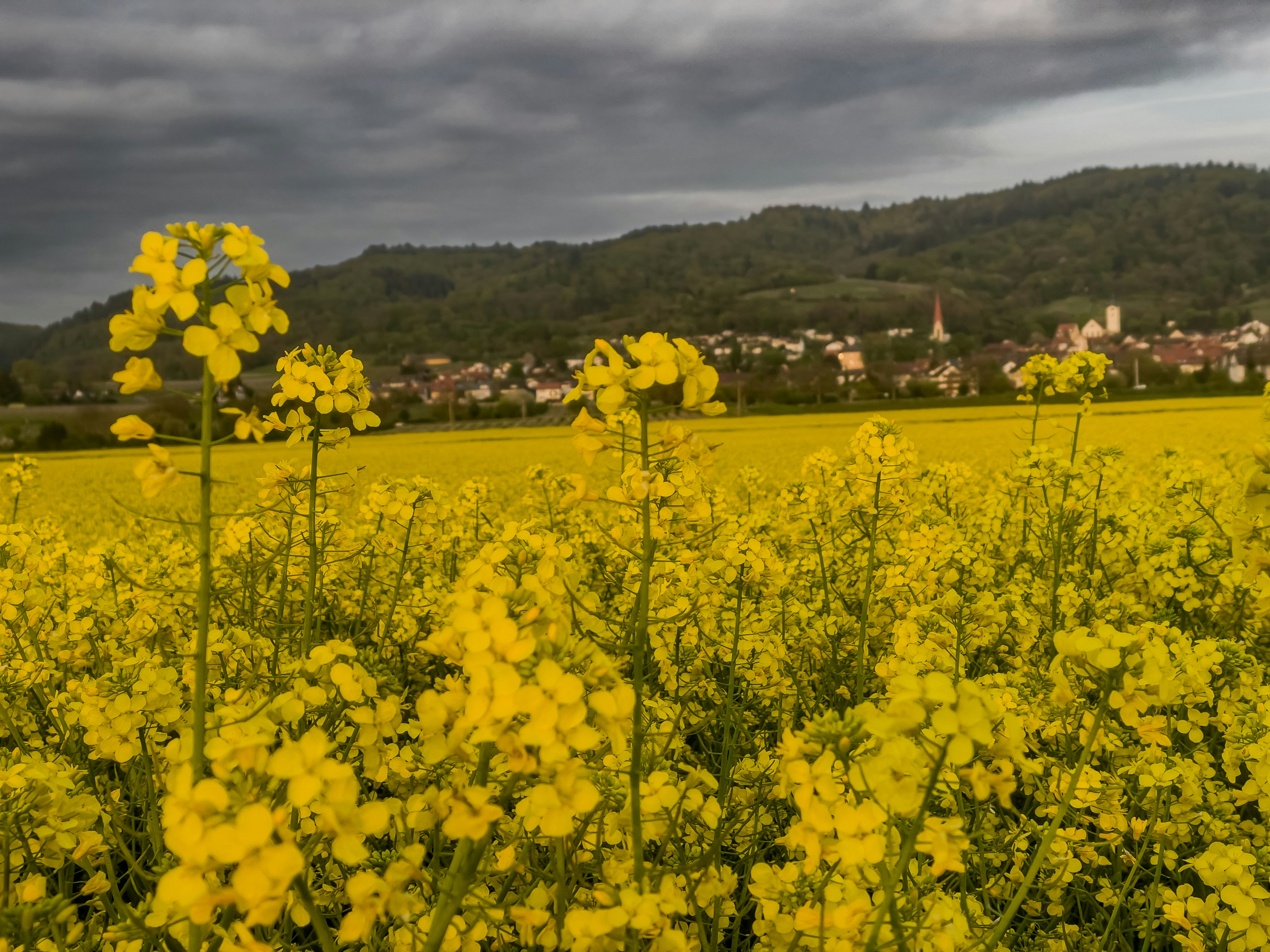 Golden Canopy Over a Quiet Valley Village