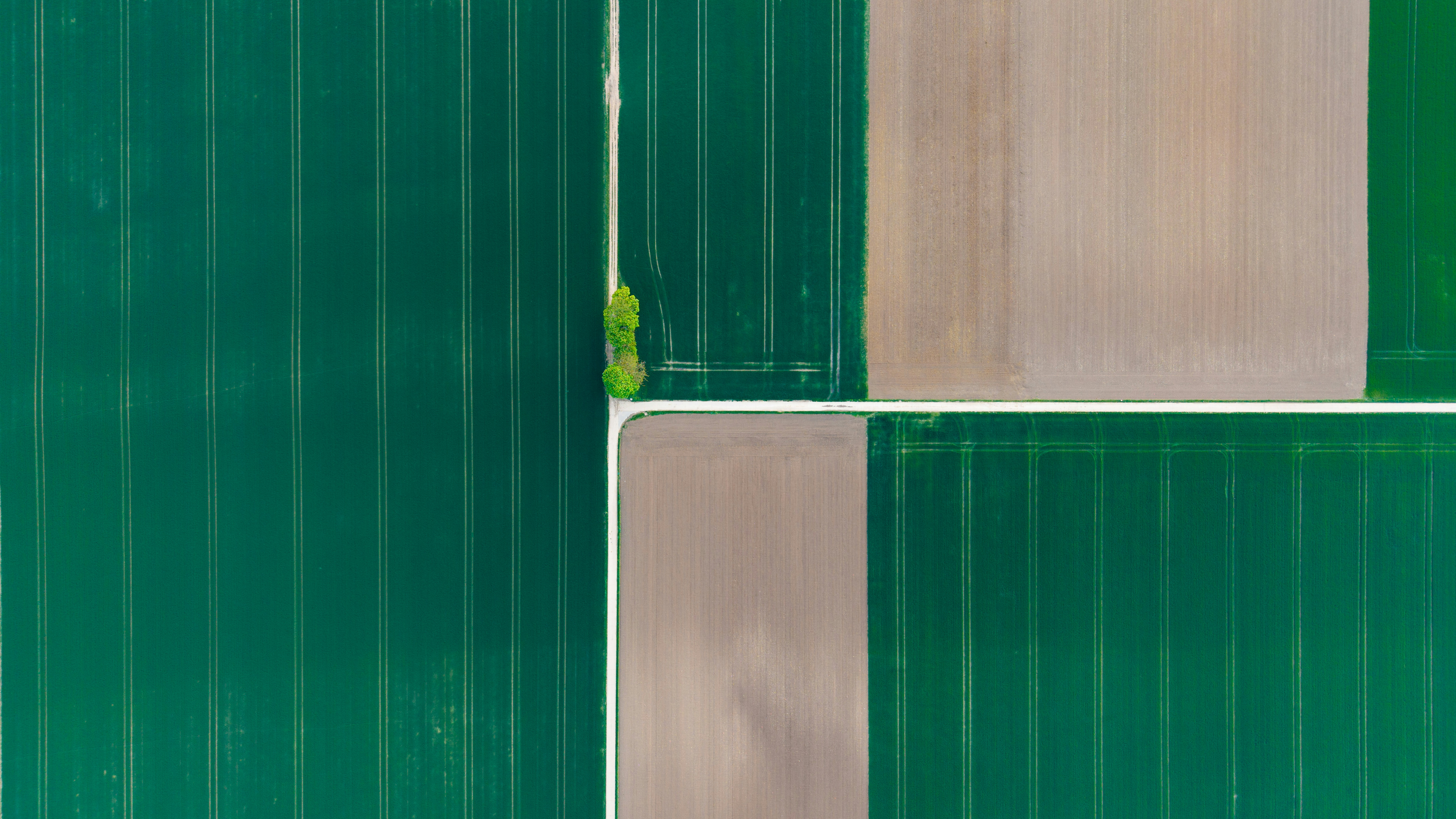 Green Corridors Between Sand and Solar Panels
