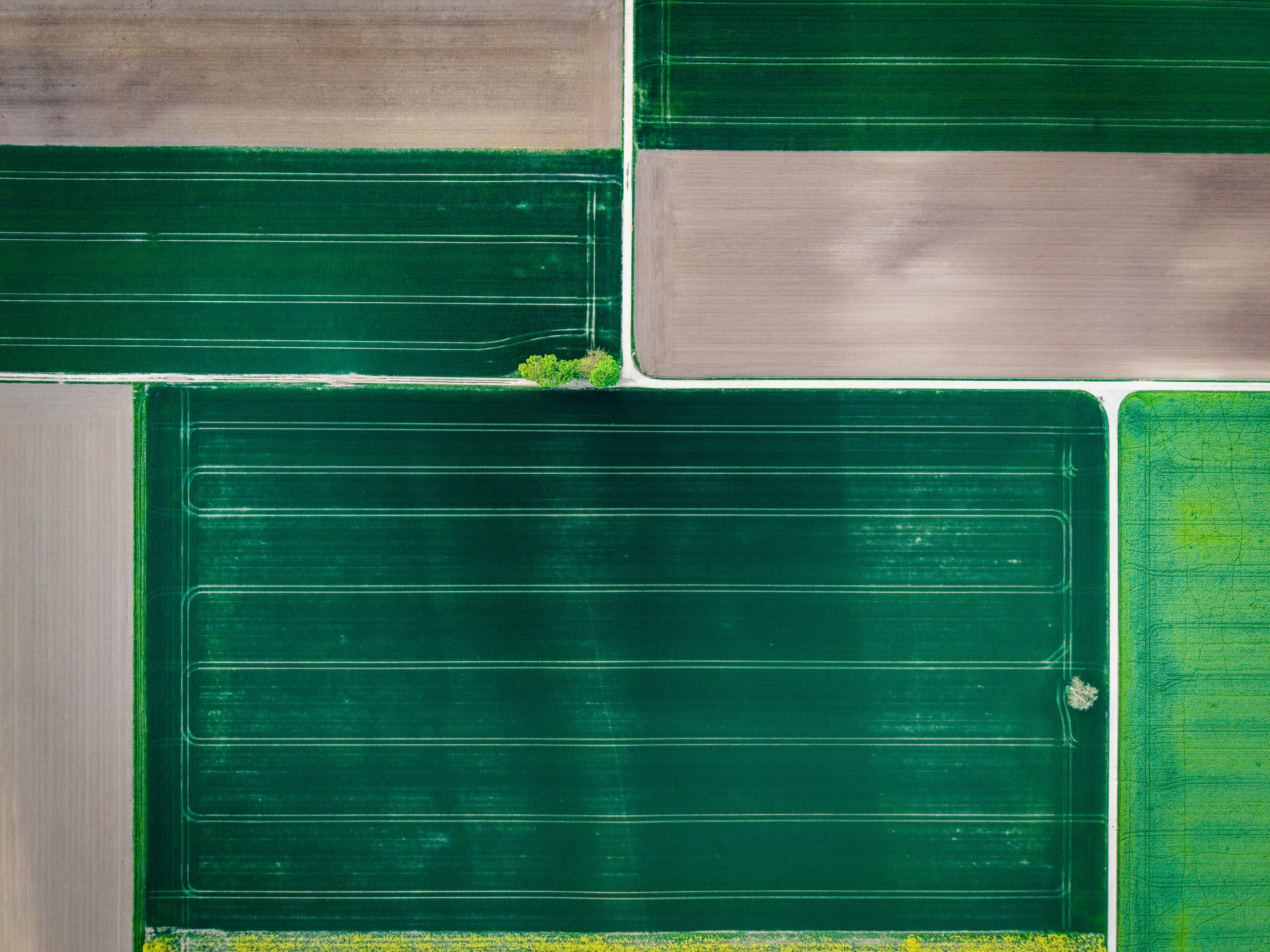 Geometric Farmlands: A Patchwork of Green and Brown Rows