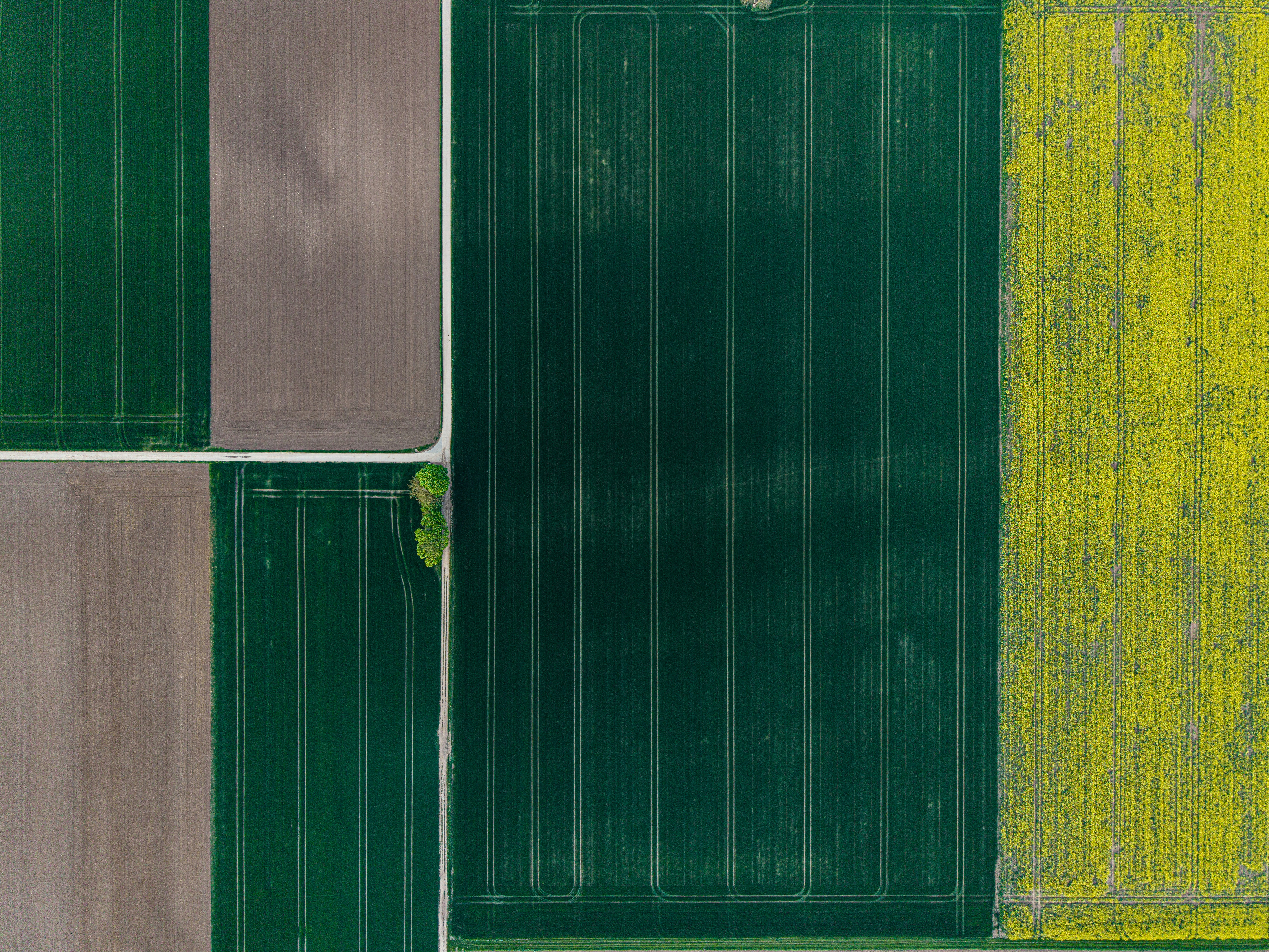 Rectilinear Fields: A Drone’s Eye View of Agricultural Patches