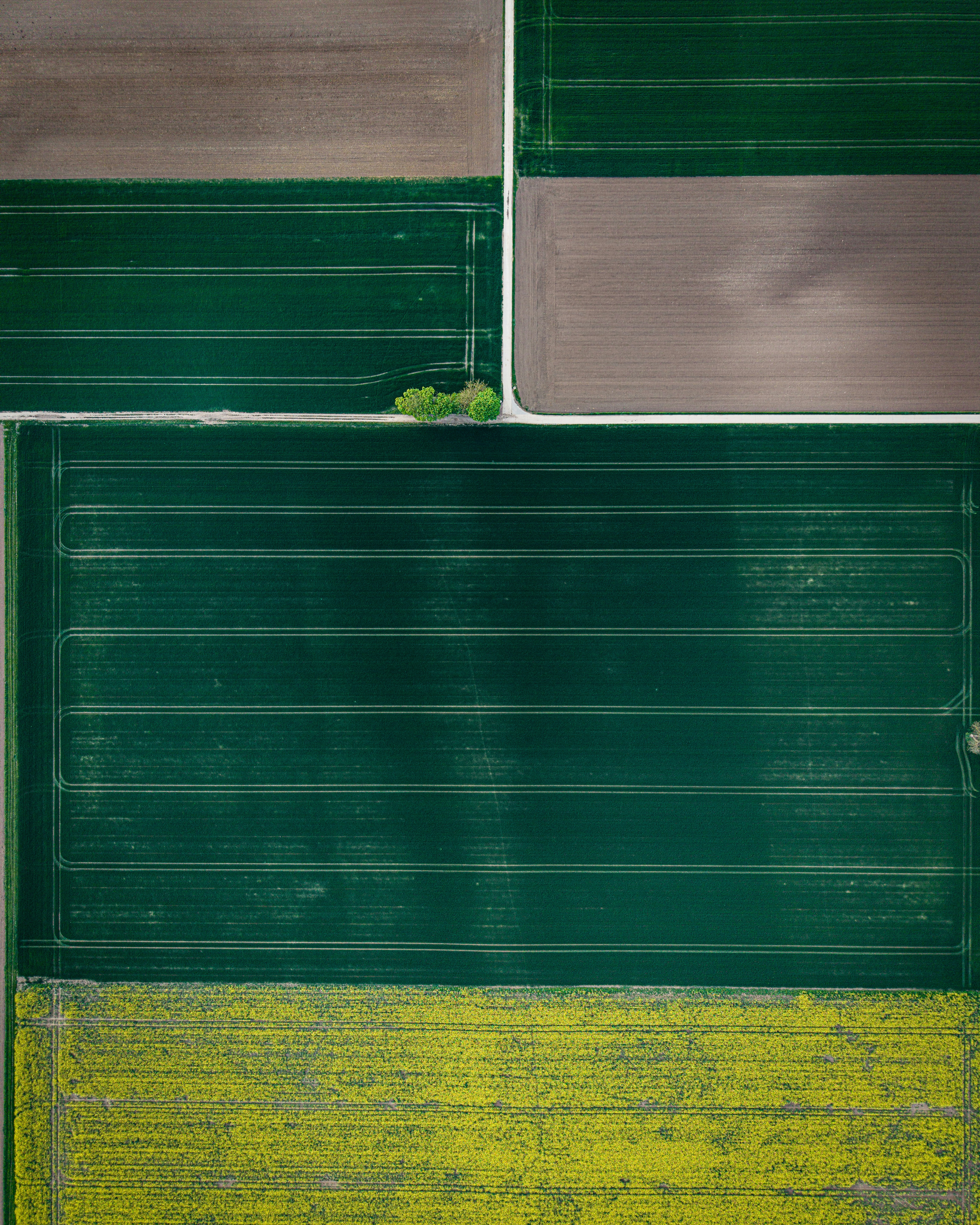 Patchwork of Fields: Aerial Grid with a Tiny Tree Accent