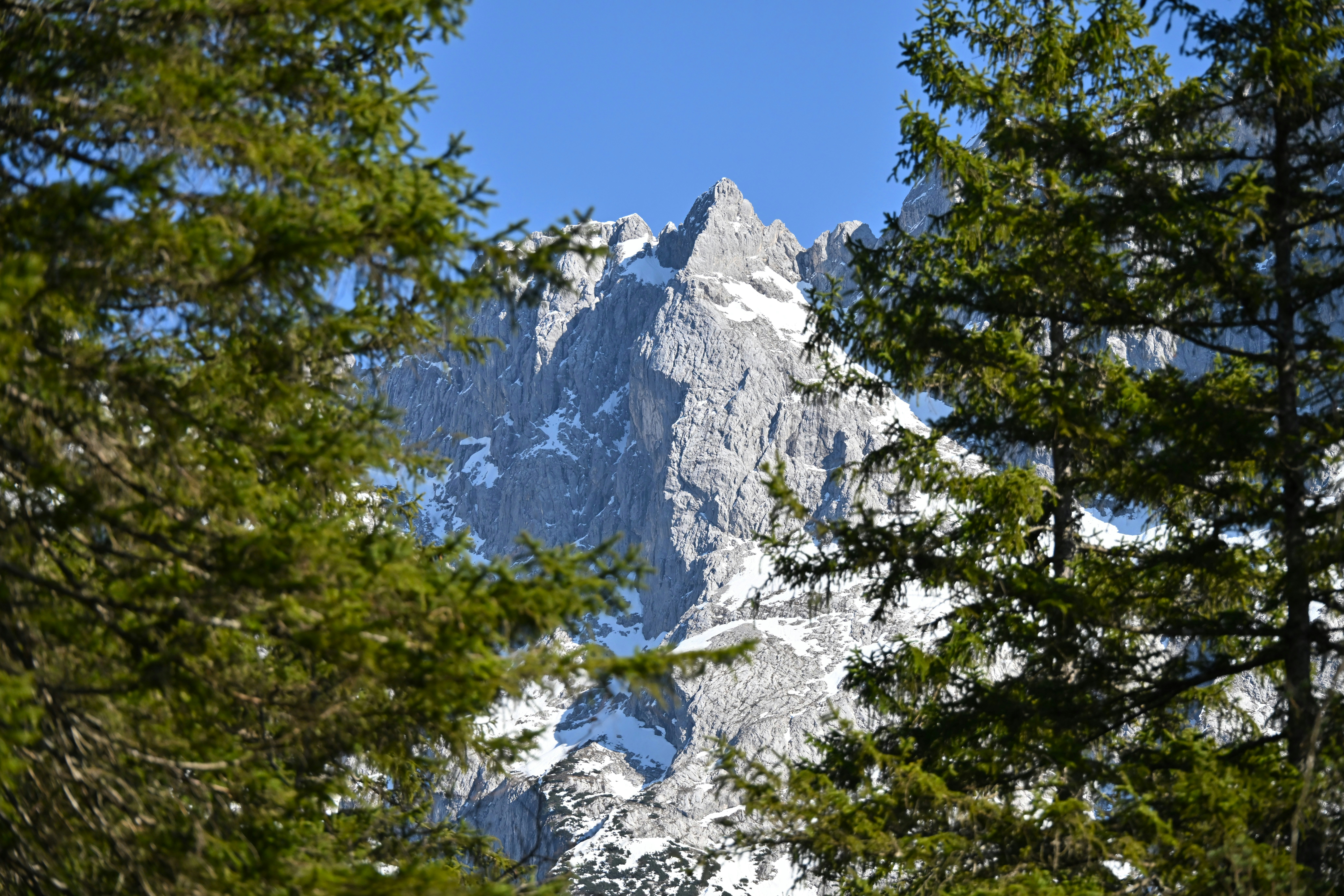 Snow-capped peak peering through a pine-framed vista