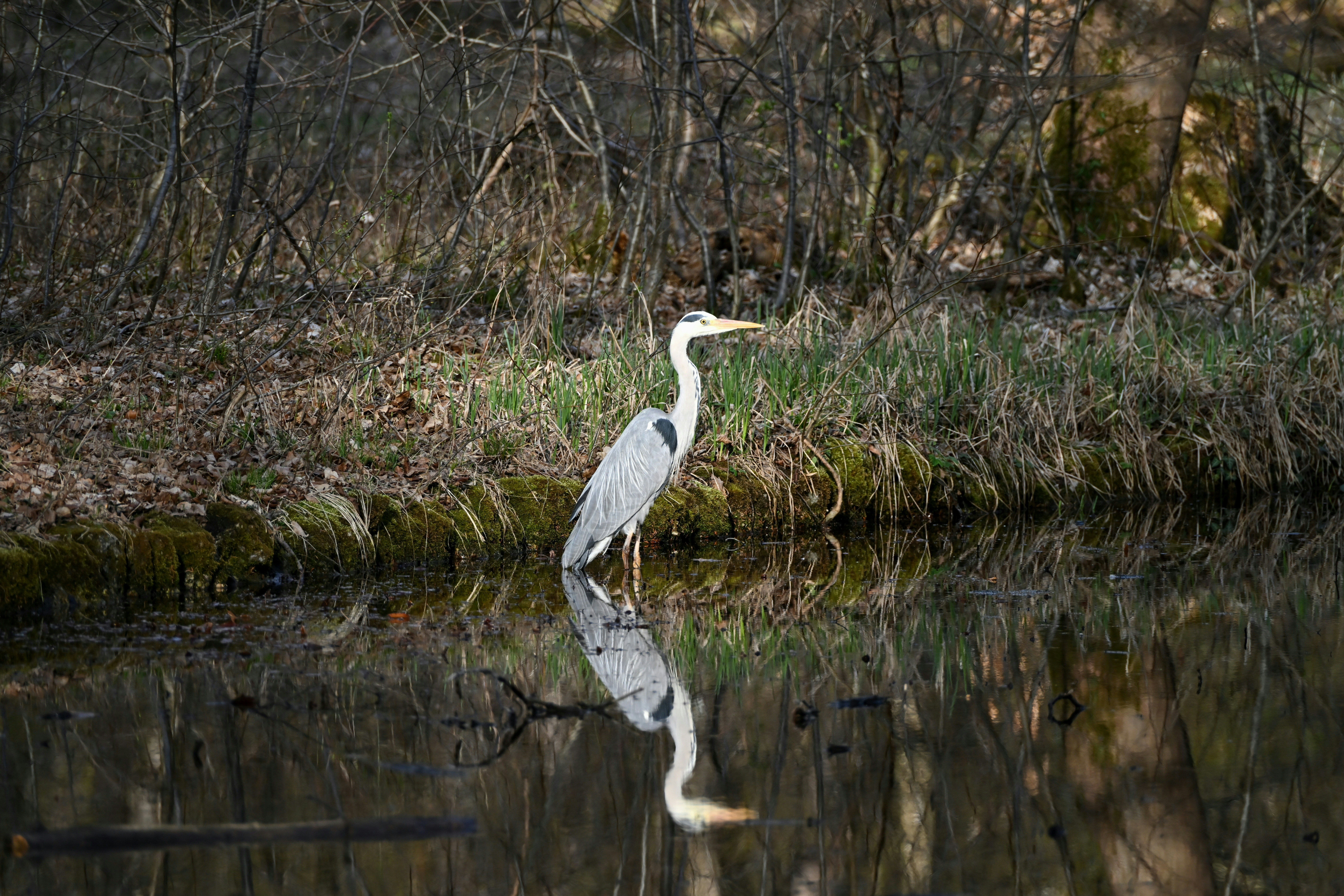 Silent Heron Mirror: A Calm Streamside Stance