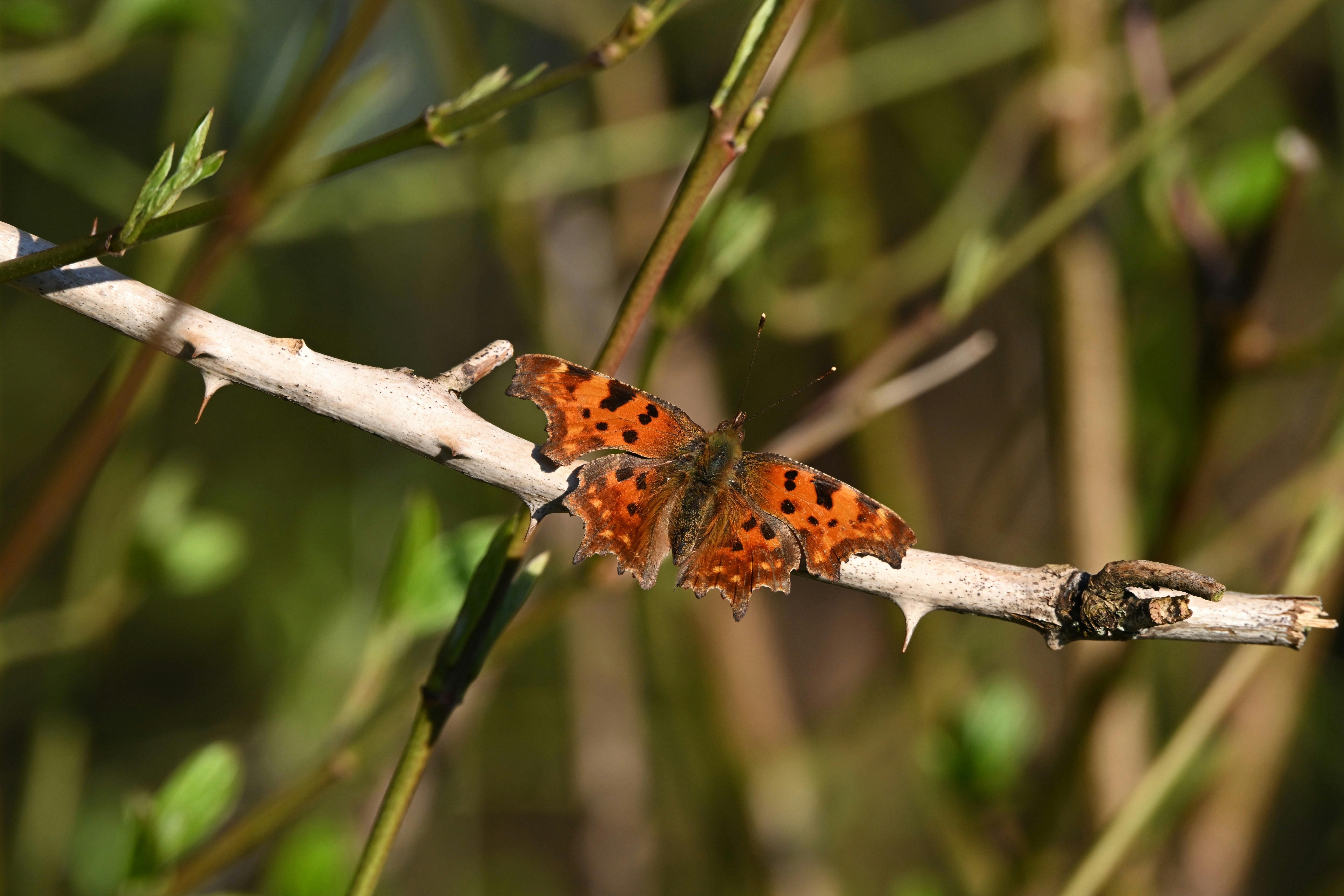 Crimson Wing on a Weathered Branch