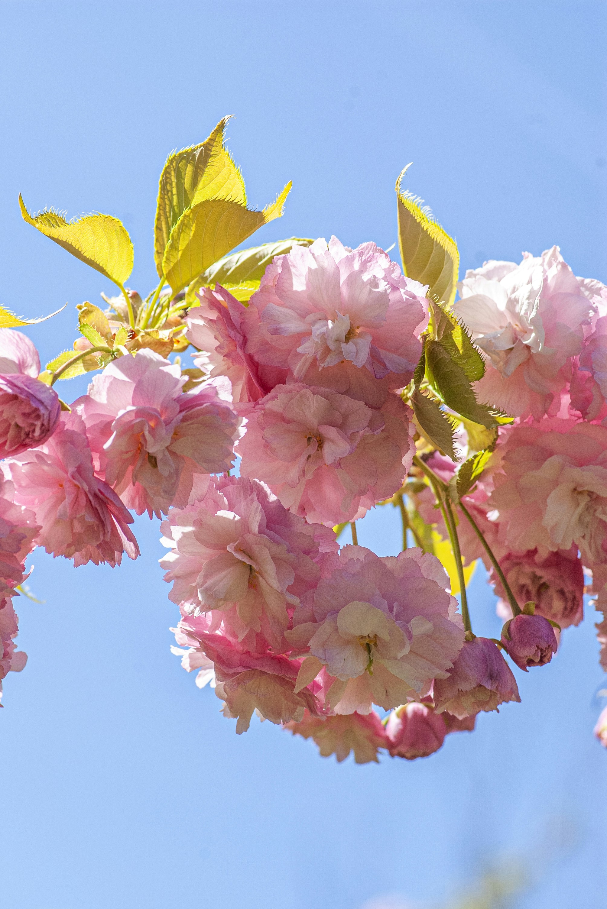 Blossoms in Clear Sky: Soft Pink Petals against a Bright Horizon