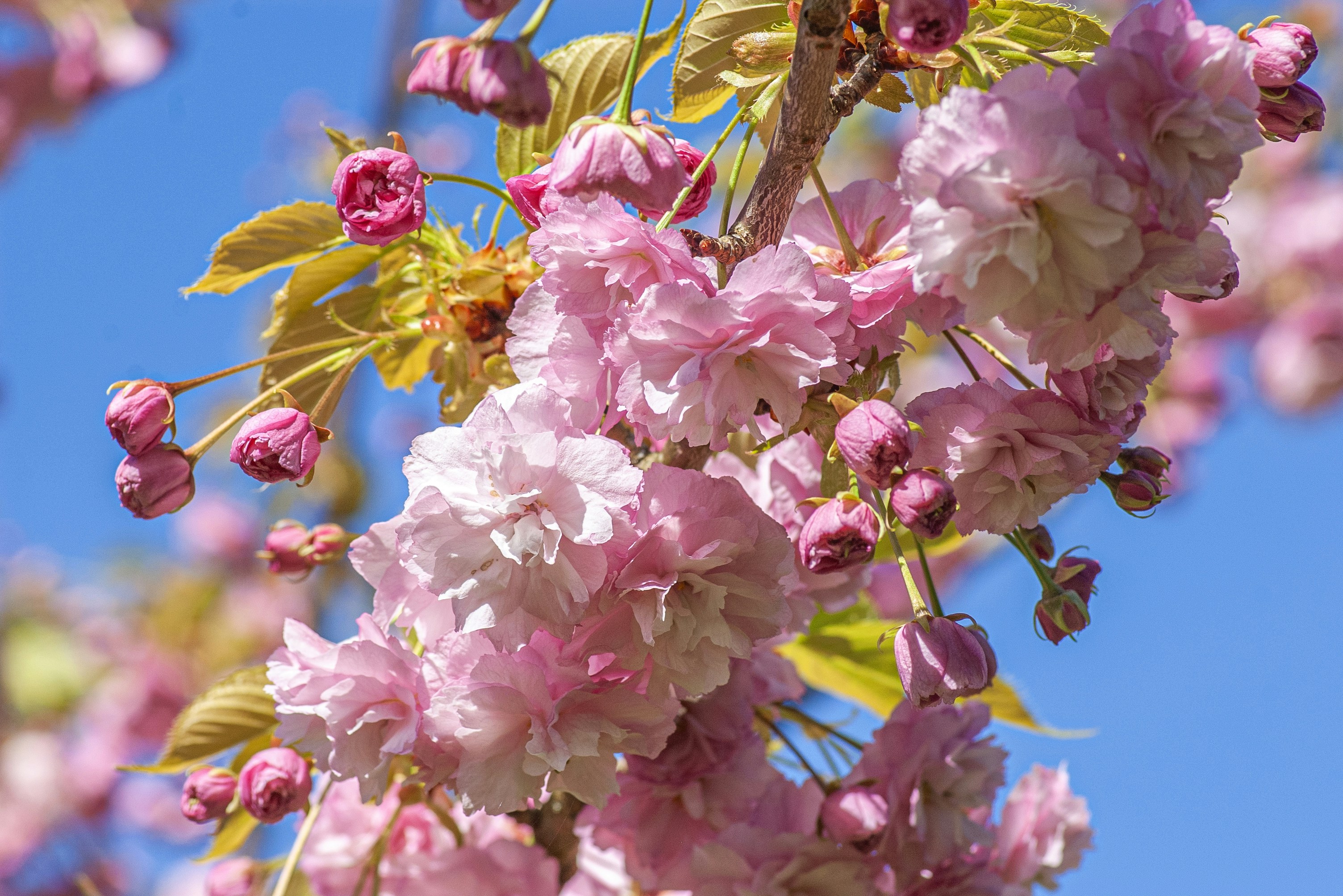 Blooming Cascade: Pink Cherry Blossoms Against a Clear Blue Sky