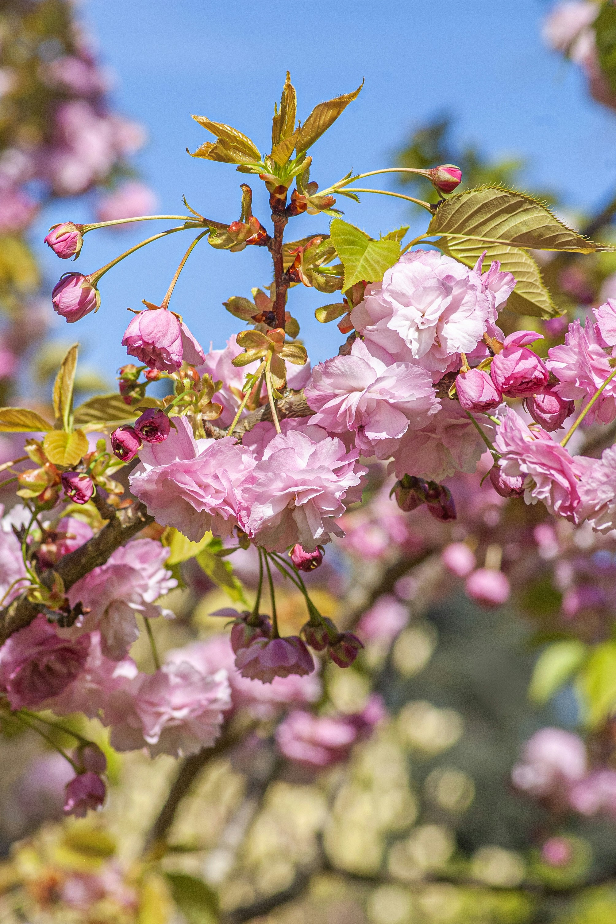 Pink Blossoms in Full Bloom Against a Clear Spring Sky