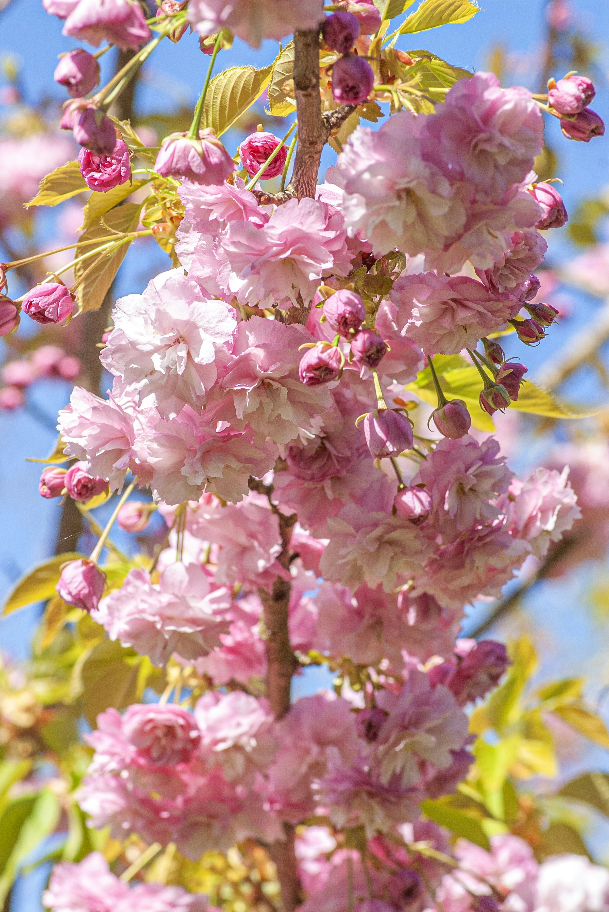 Blossom Cascade: A Tower of Pink Petals against a Sunlit Sky