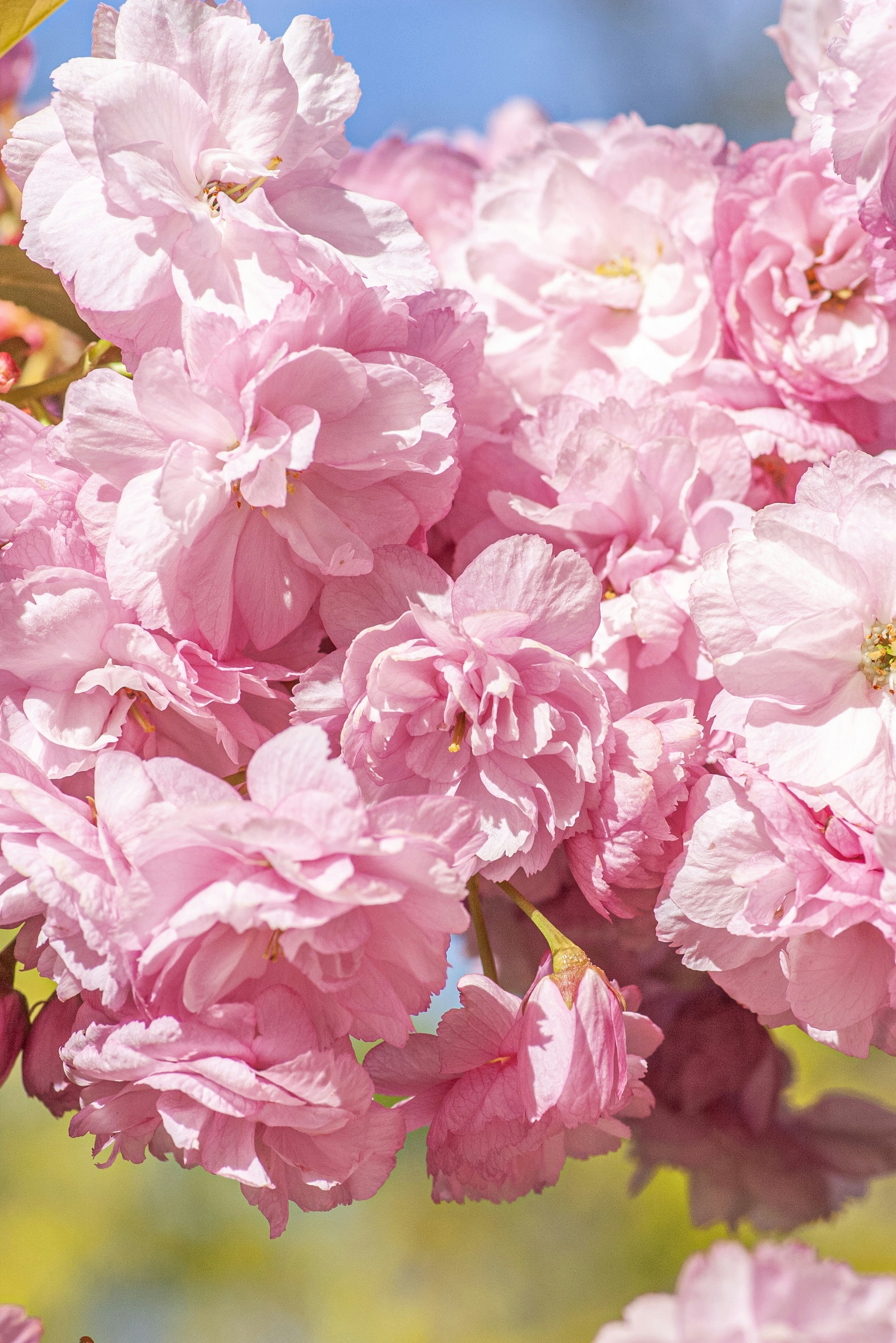 Blush Bloom Burst: A Sea of Pink Petals in Full Sun