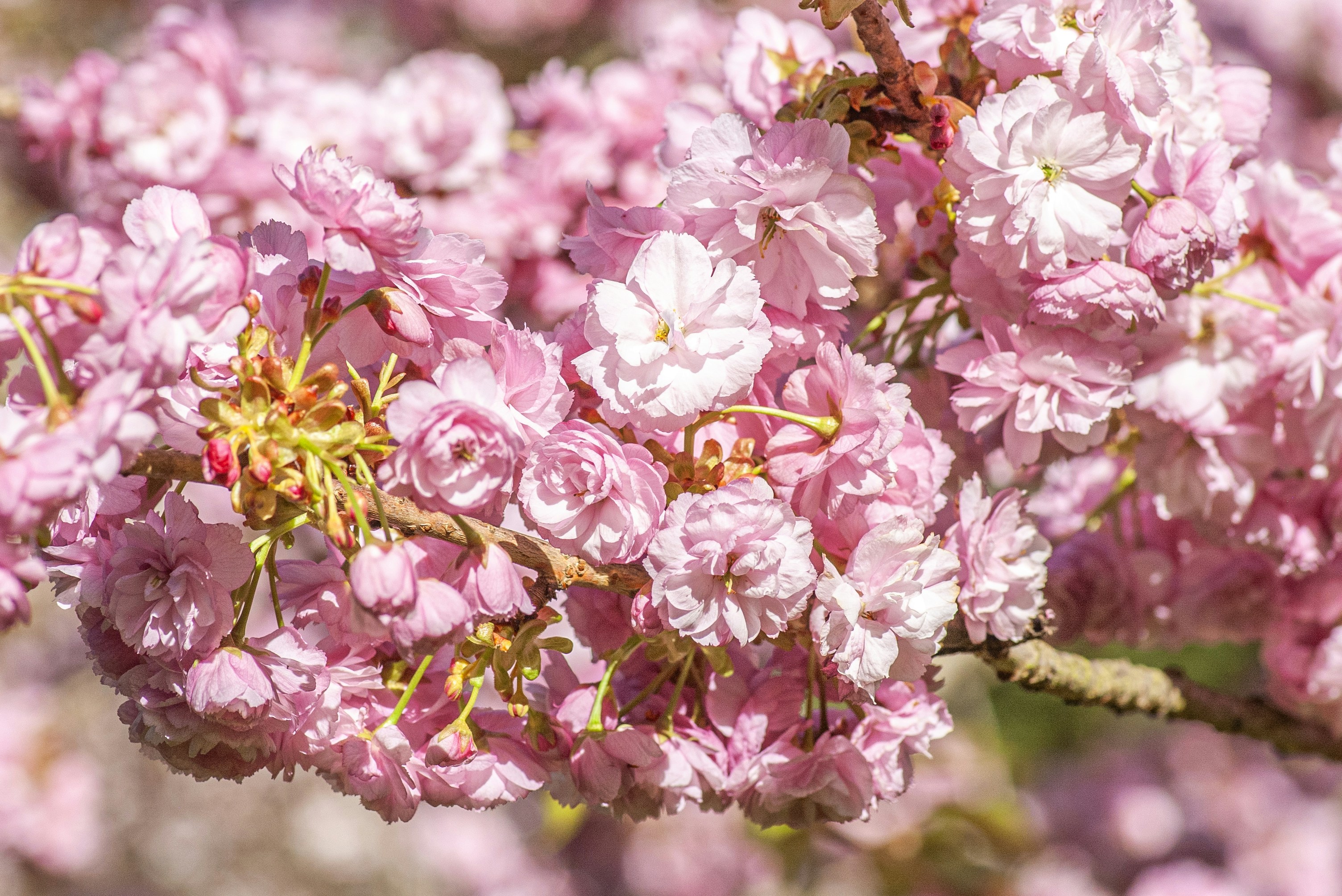 Petal Carousel: Soft Pink Blooms on a Spring Shoot