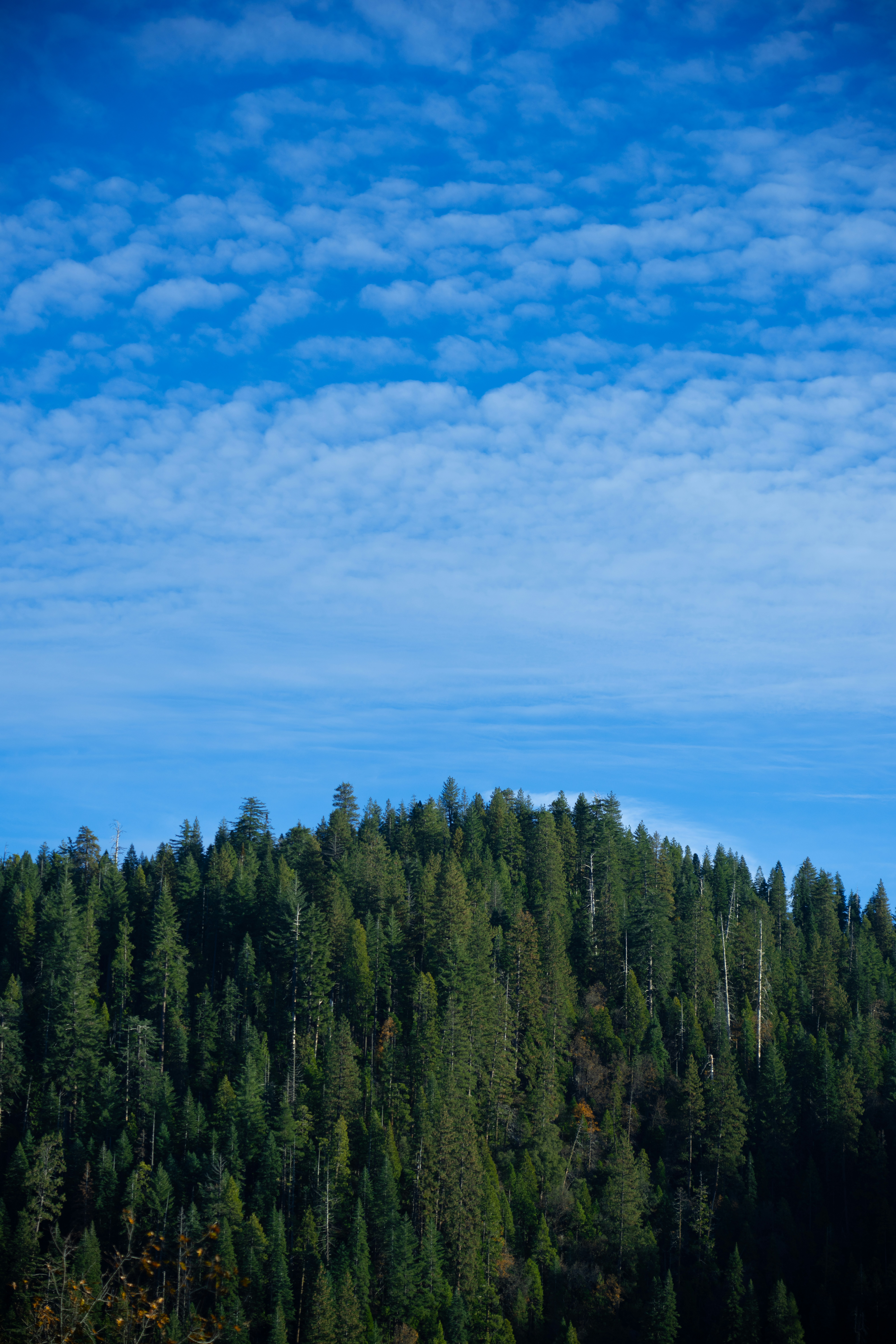 Crest of Trees Under a Velvet Sky