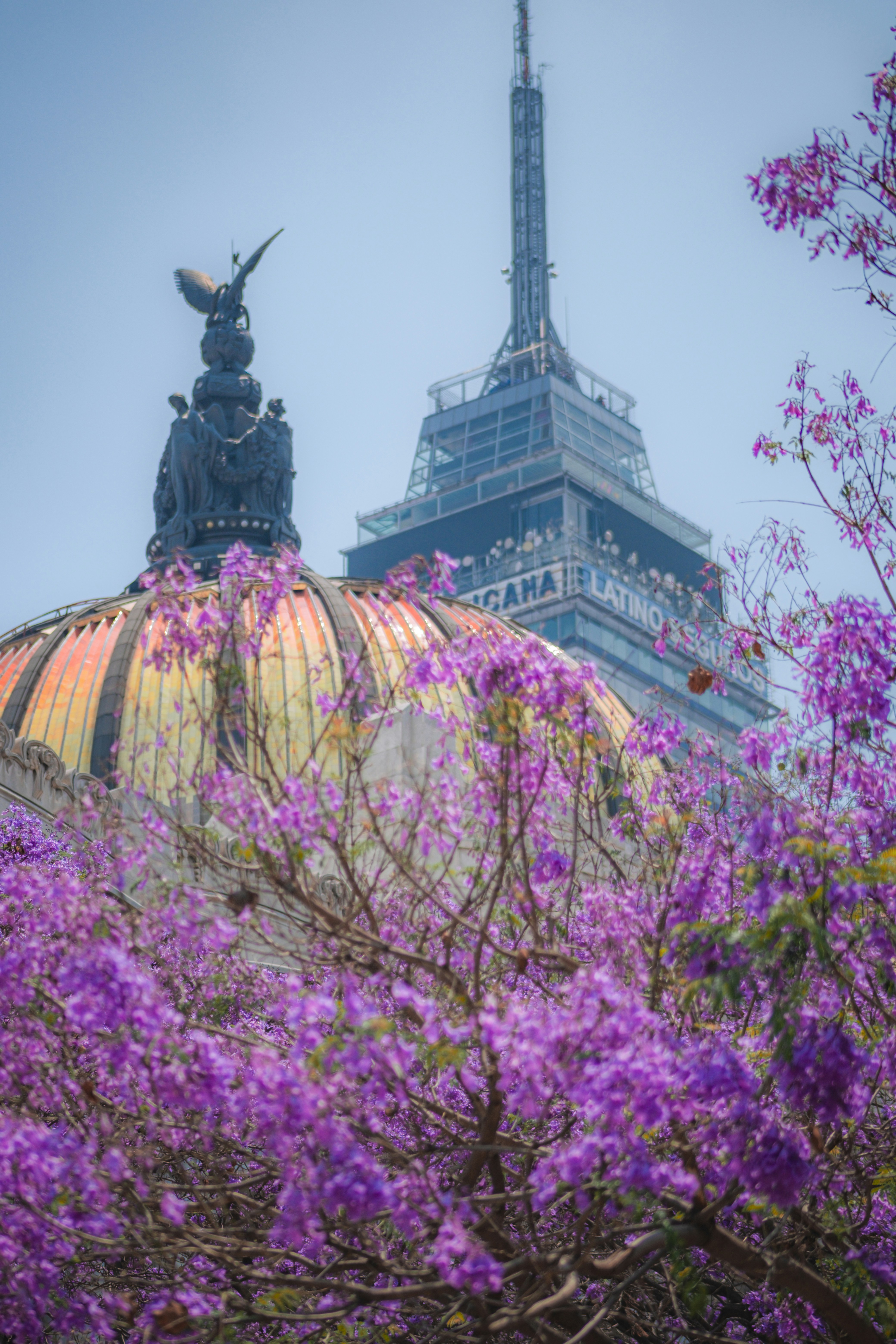Blossoms Against a Landmark Crown