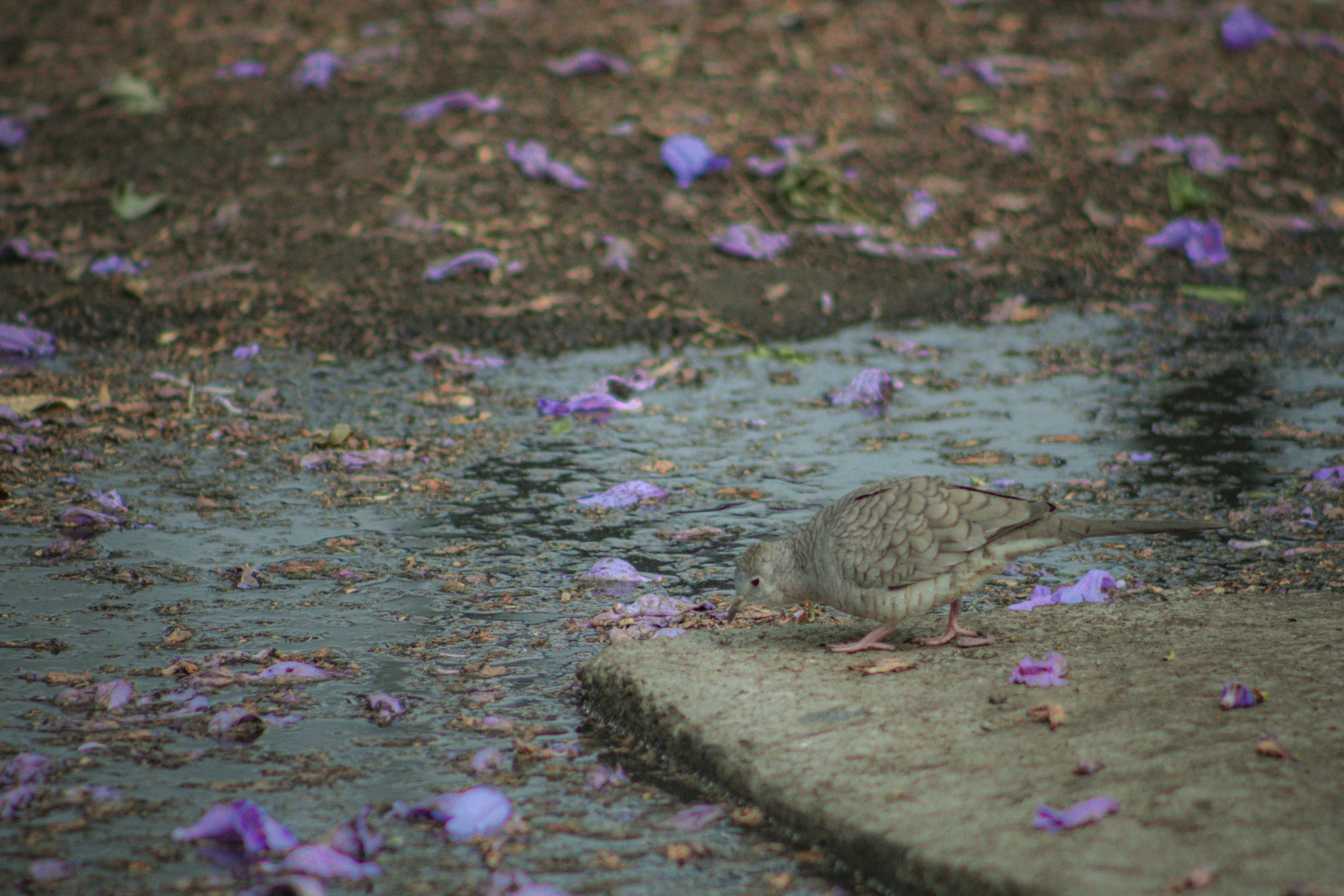 Dappled Shoreline Sparrow by Painted Petals