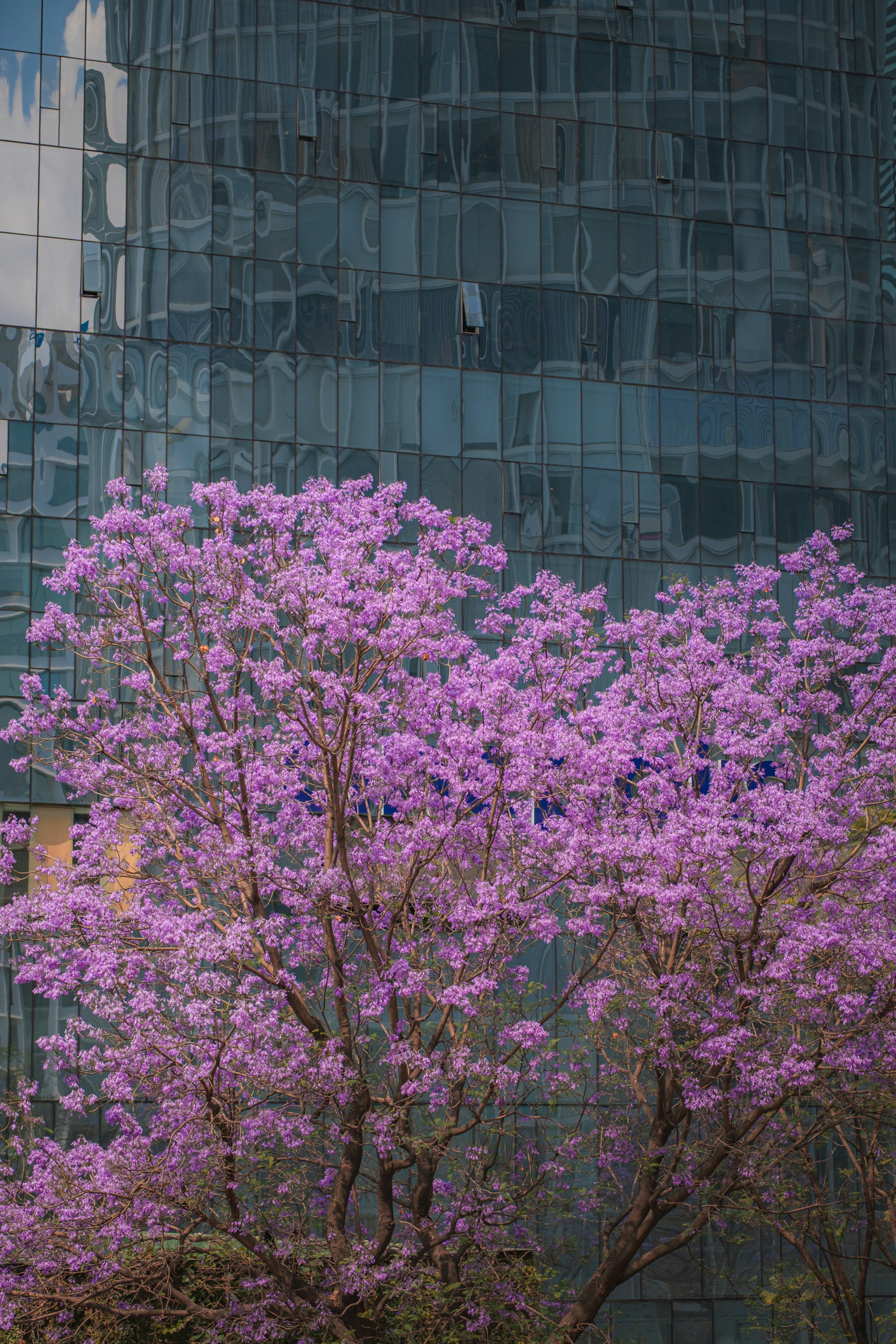 Purple Blossom Chorus in Front of Glass Facade
