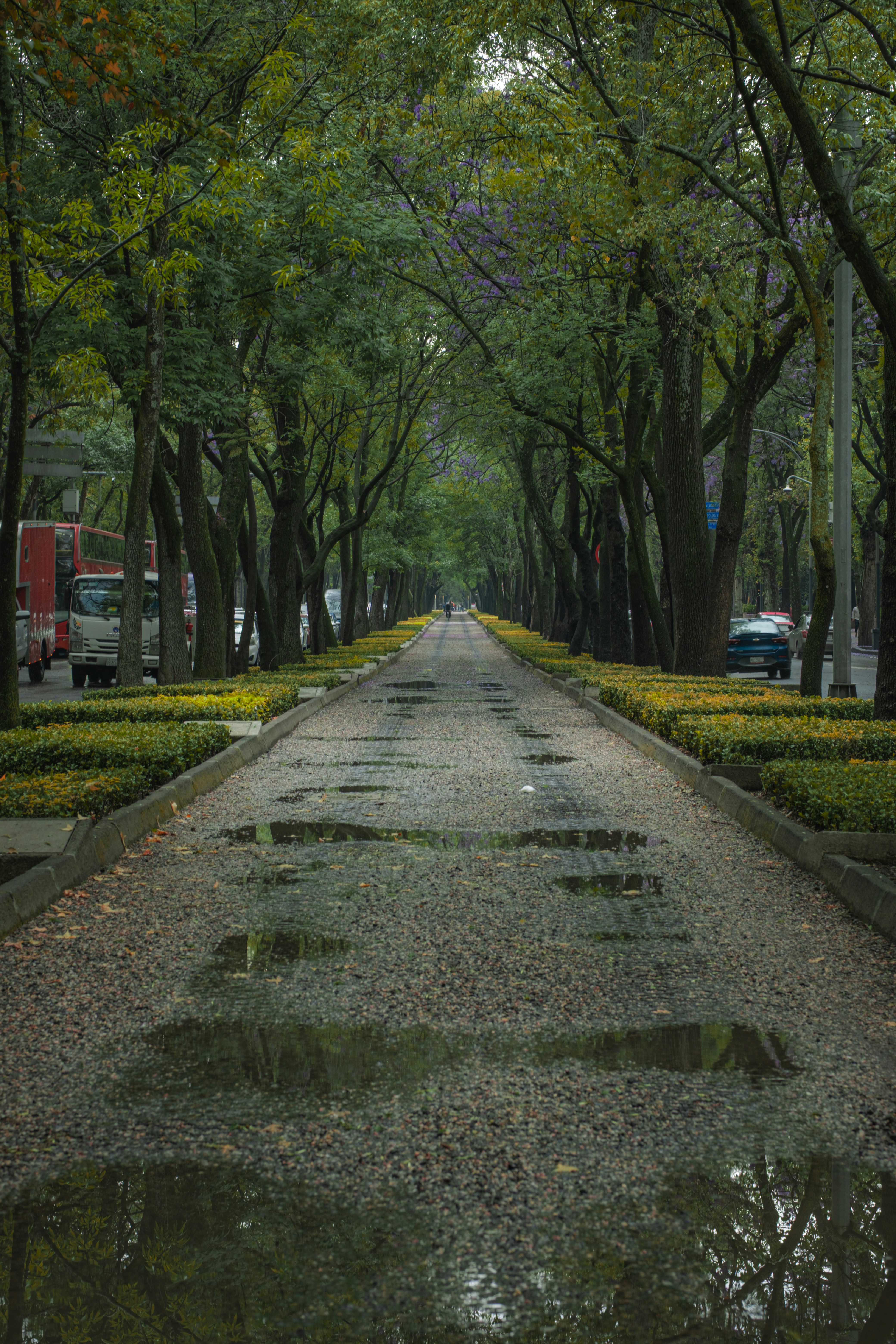  avenue of trees after rain reveals a quiet, reflective lane