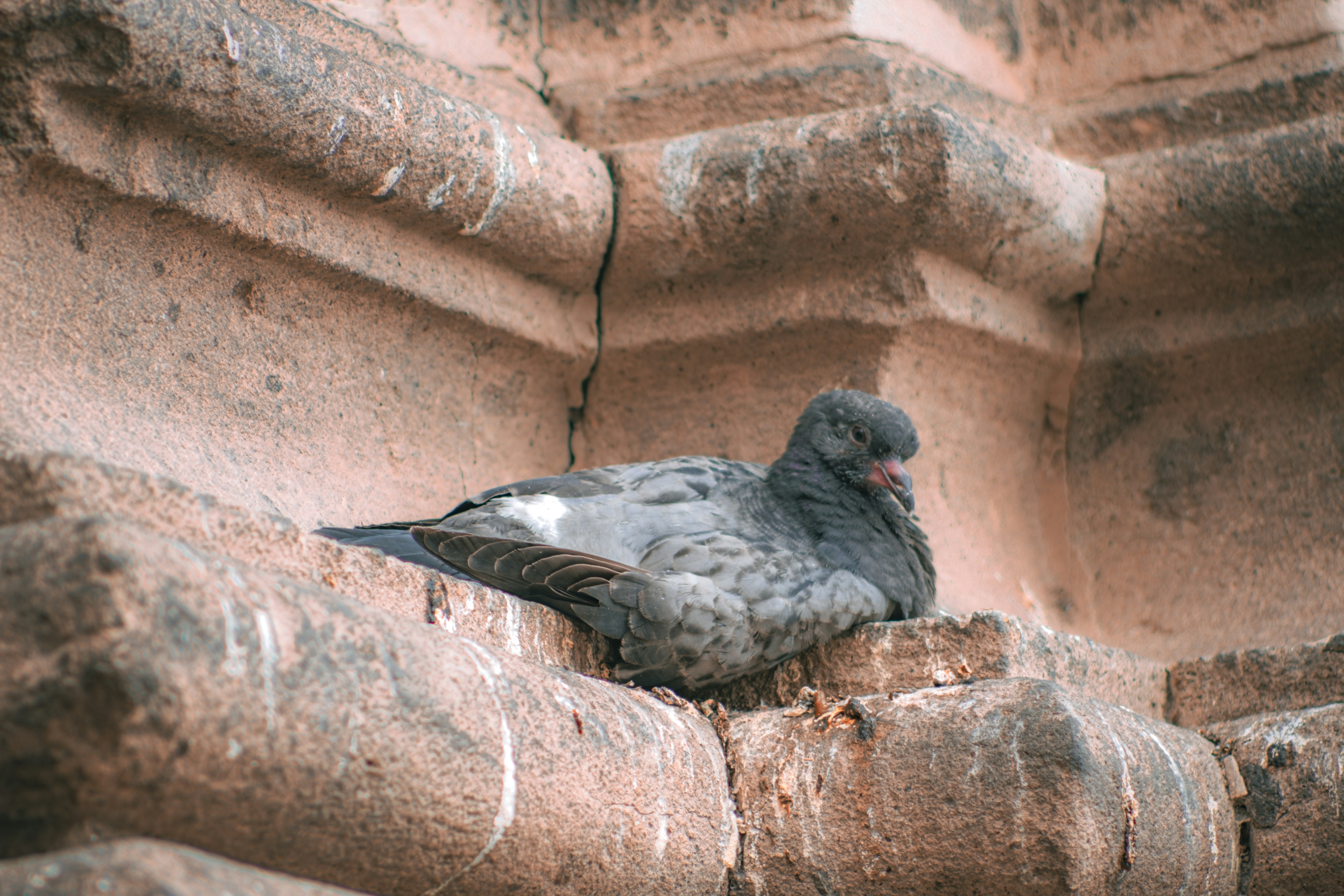 Pigeon Perch on Carved Stone: A Quiet Moment of Feathery Stillness
