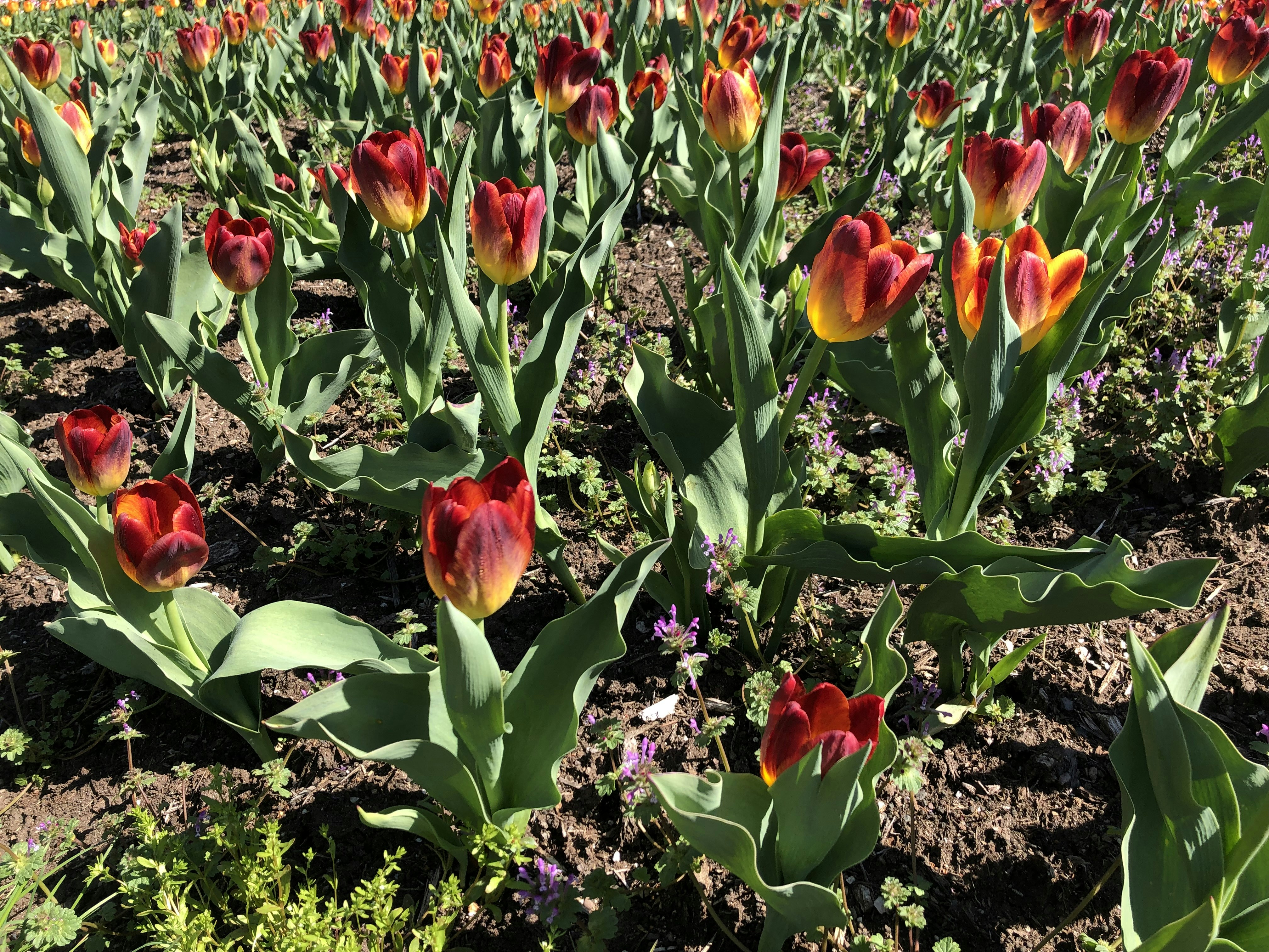 Tulip Row in Full Sun: A Sea of Red-Orange Blooms