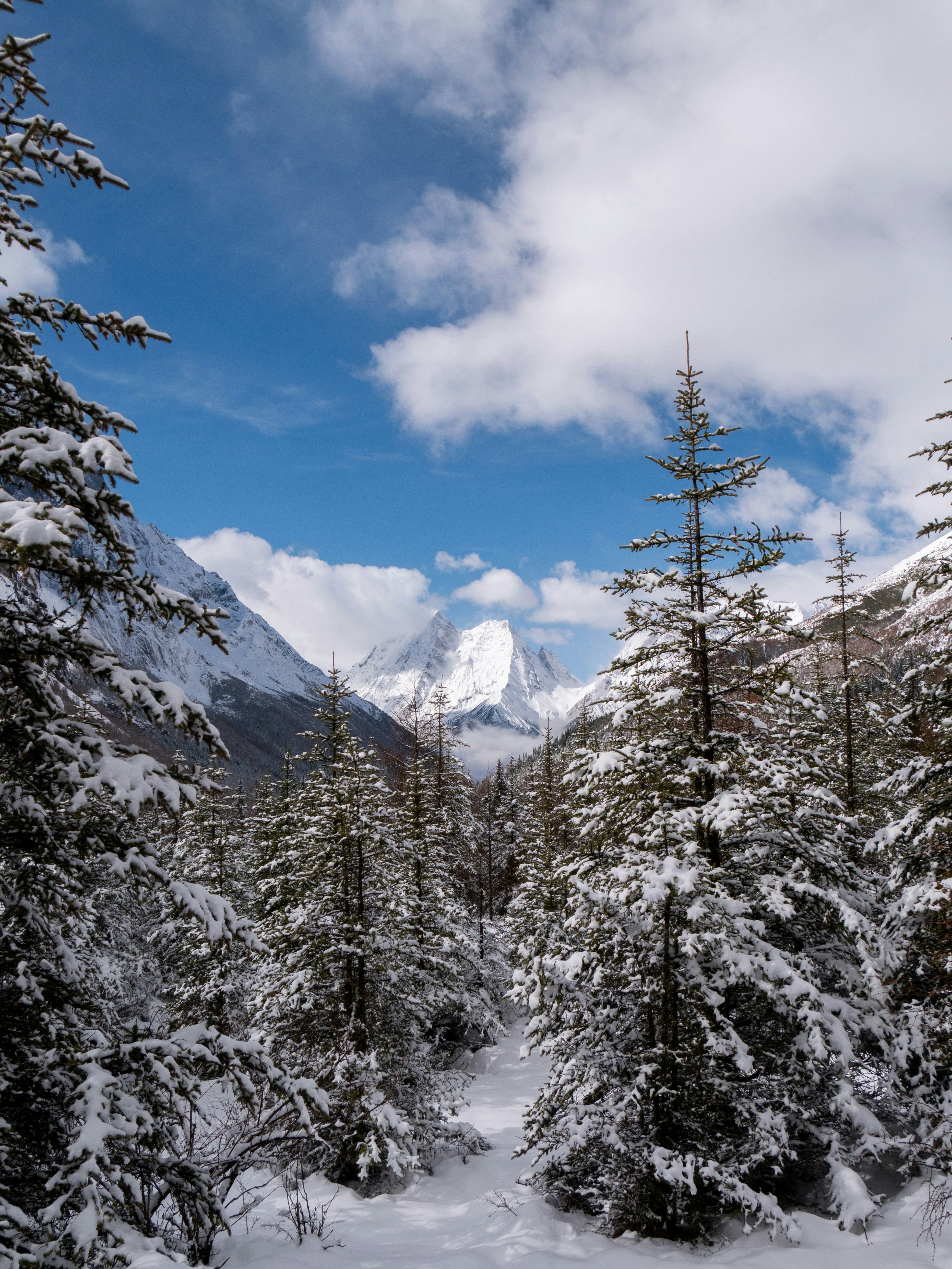 Snowbound Cathedral: Alpine Pines Frame a Glacier Peak