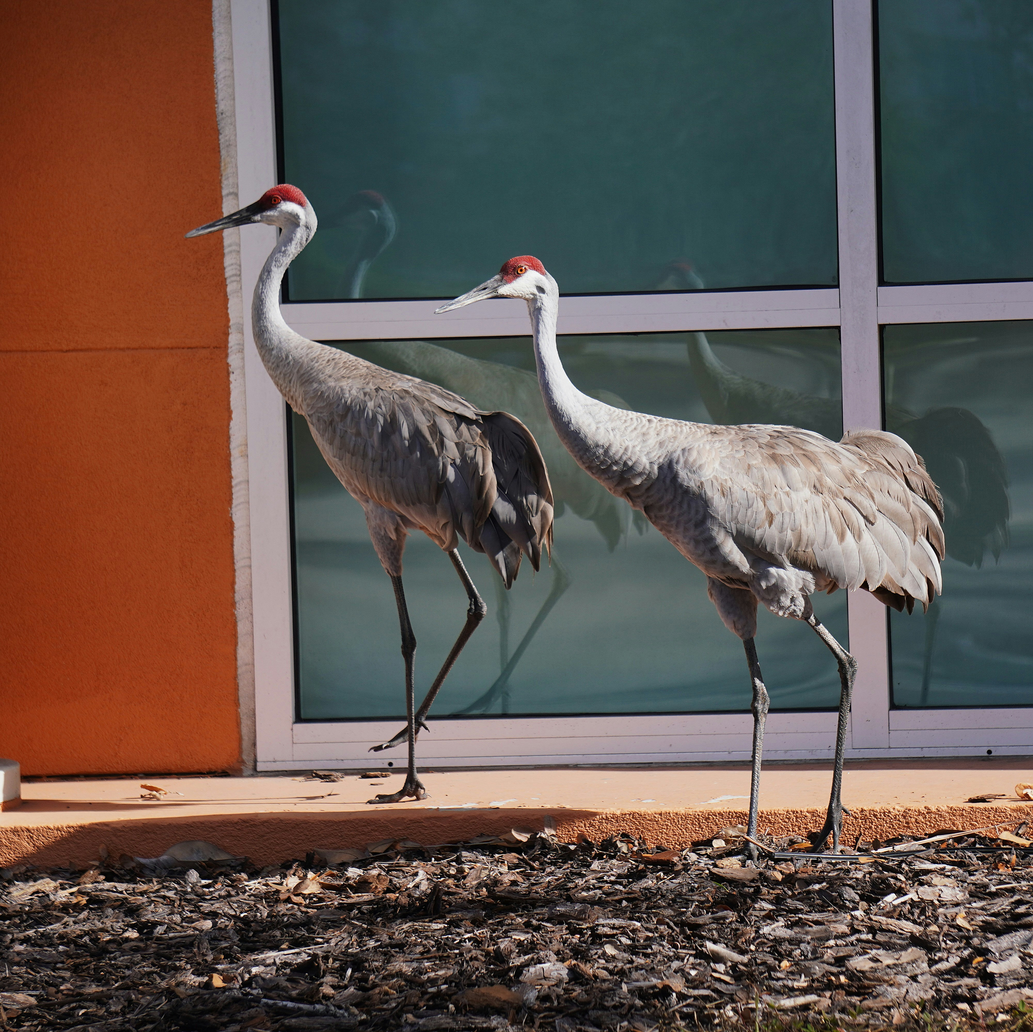 Two Cranes at the Edge of a Modern Wall