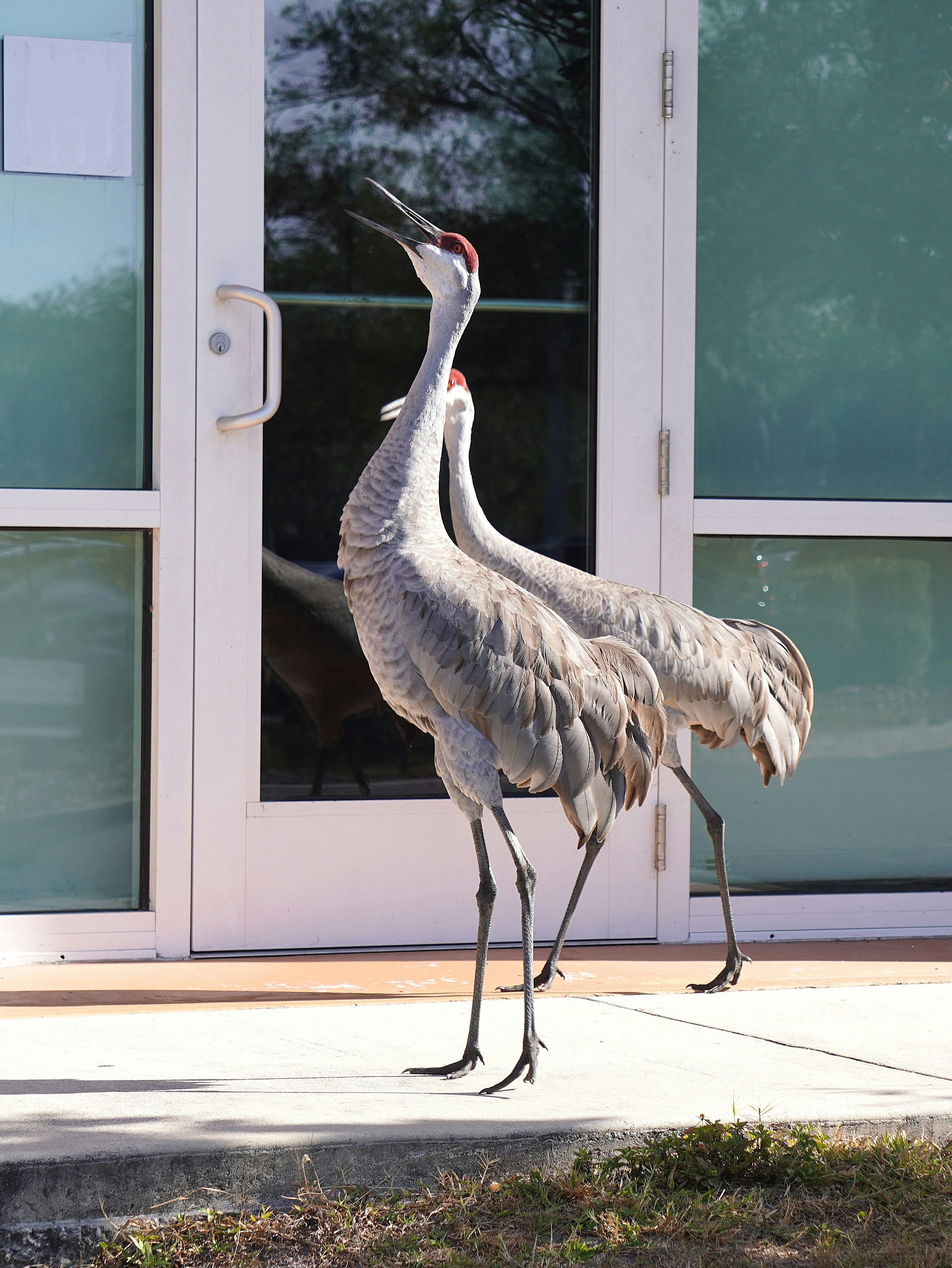 Crane Reverie at Glass Facade