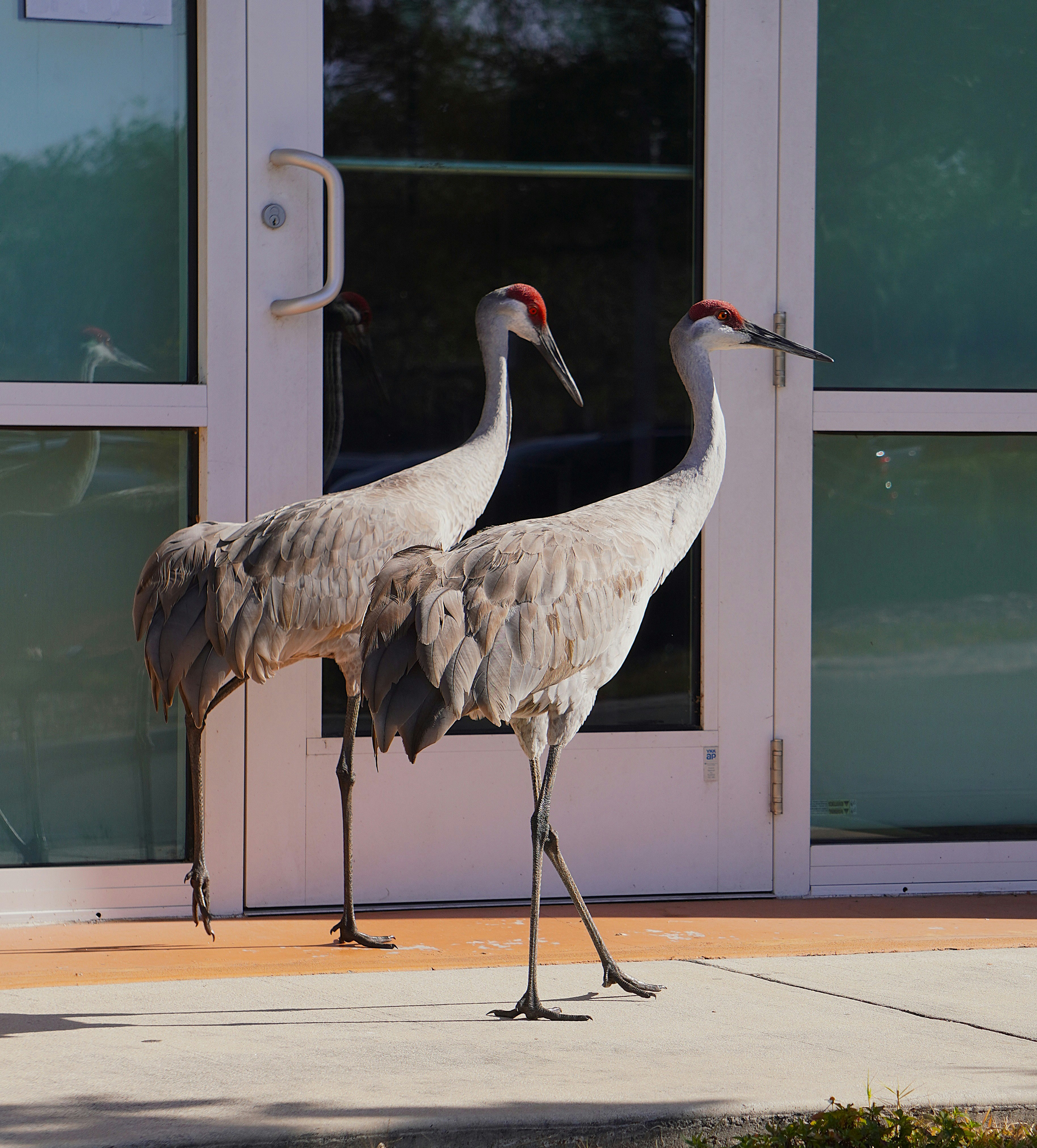 Two red-crowned cranes stride past a glass doorway