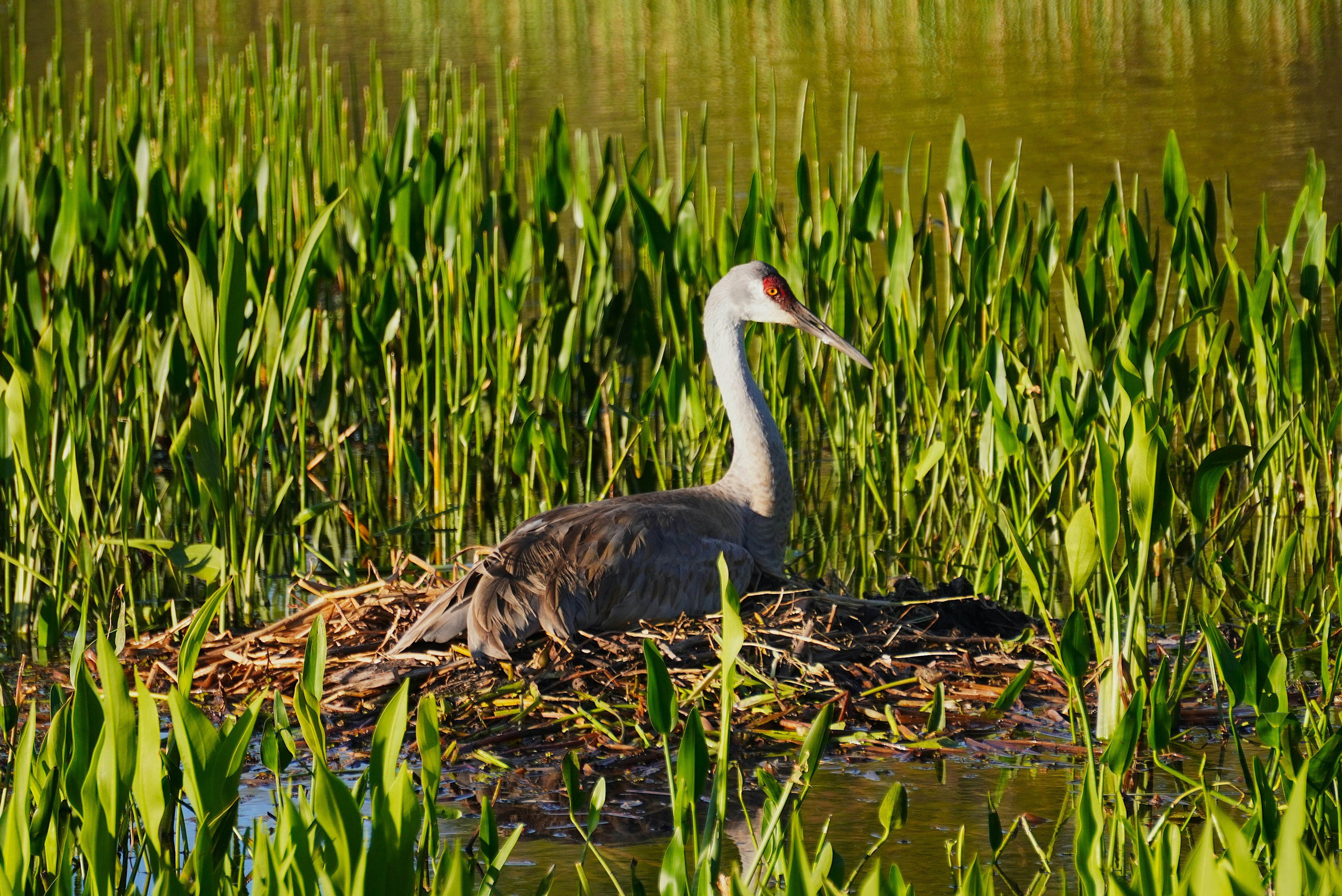 Heron Sentinel Among Reeds