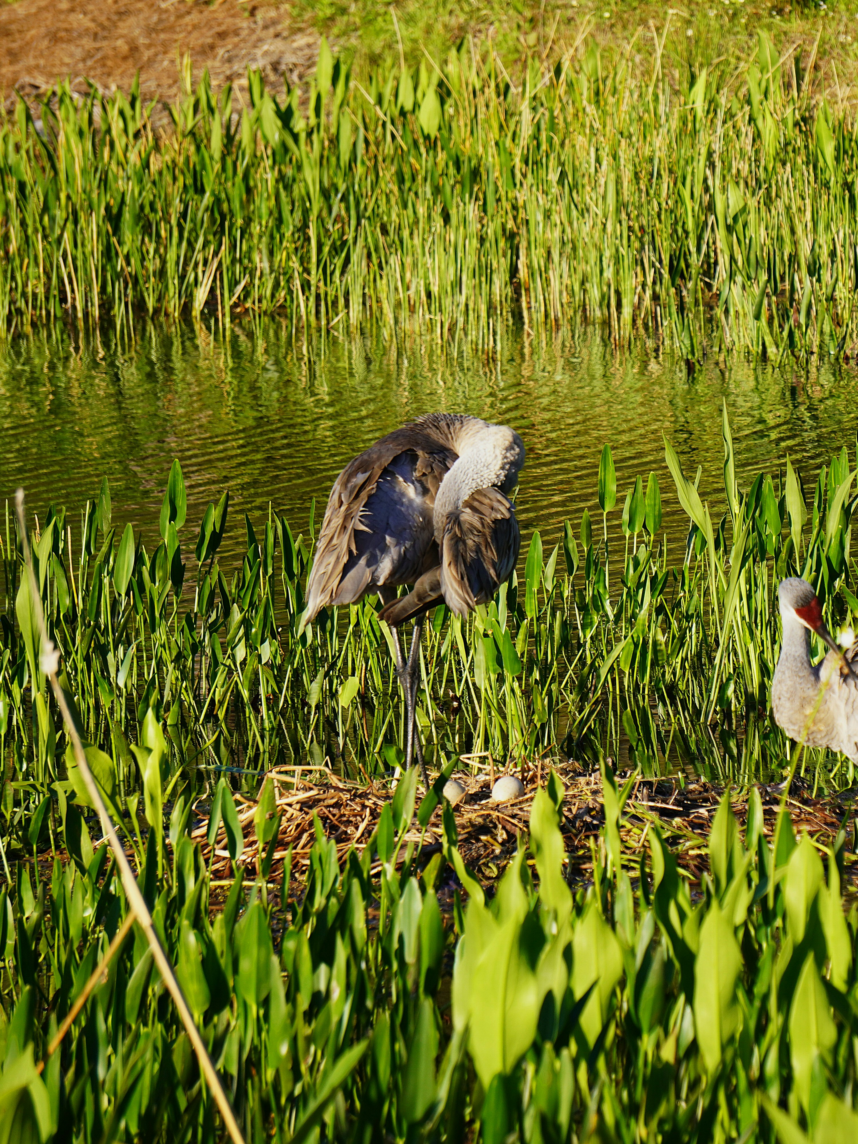 Heron Nest, Morning Ripples and Reeds