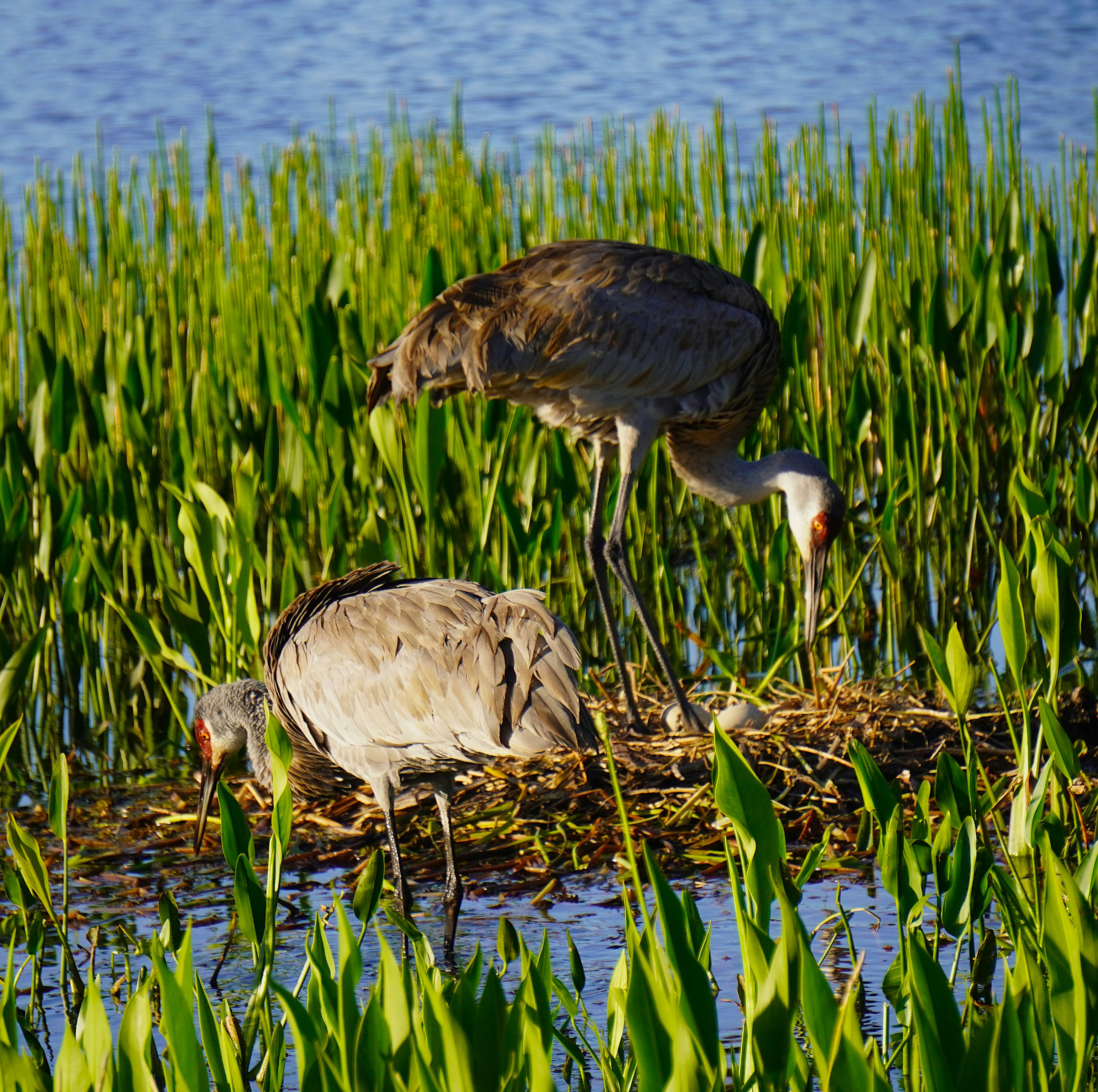 Herons At Dawn: Quiet Vigil Among Reeds
